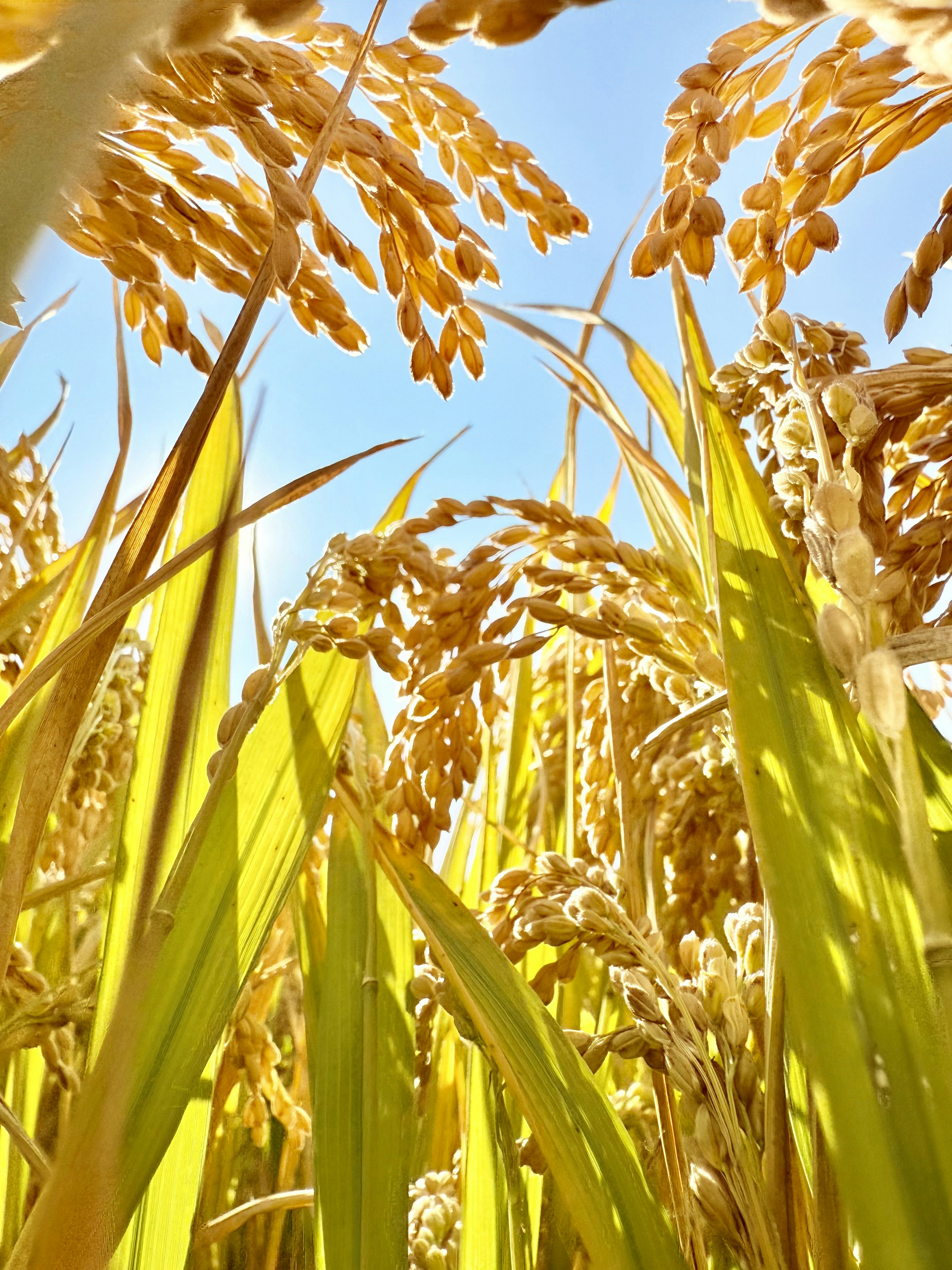 Sunlit Golden Panicles: Close-Up Portrait of Rice in Bright Noon Light