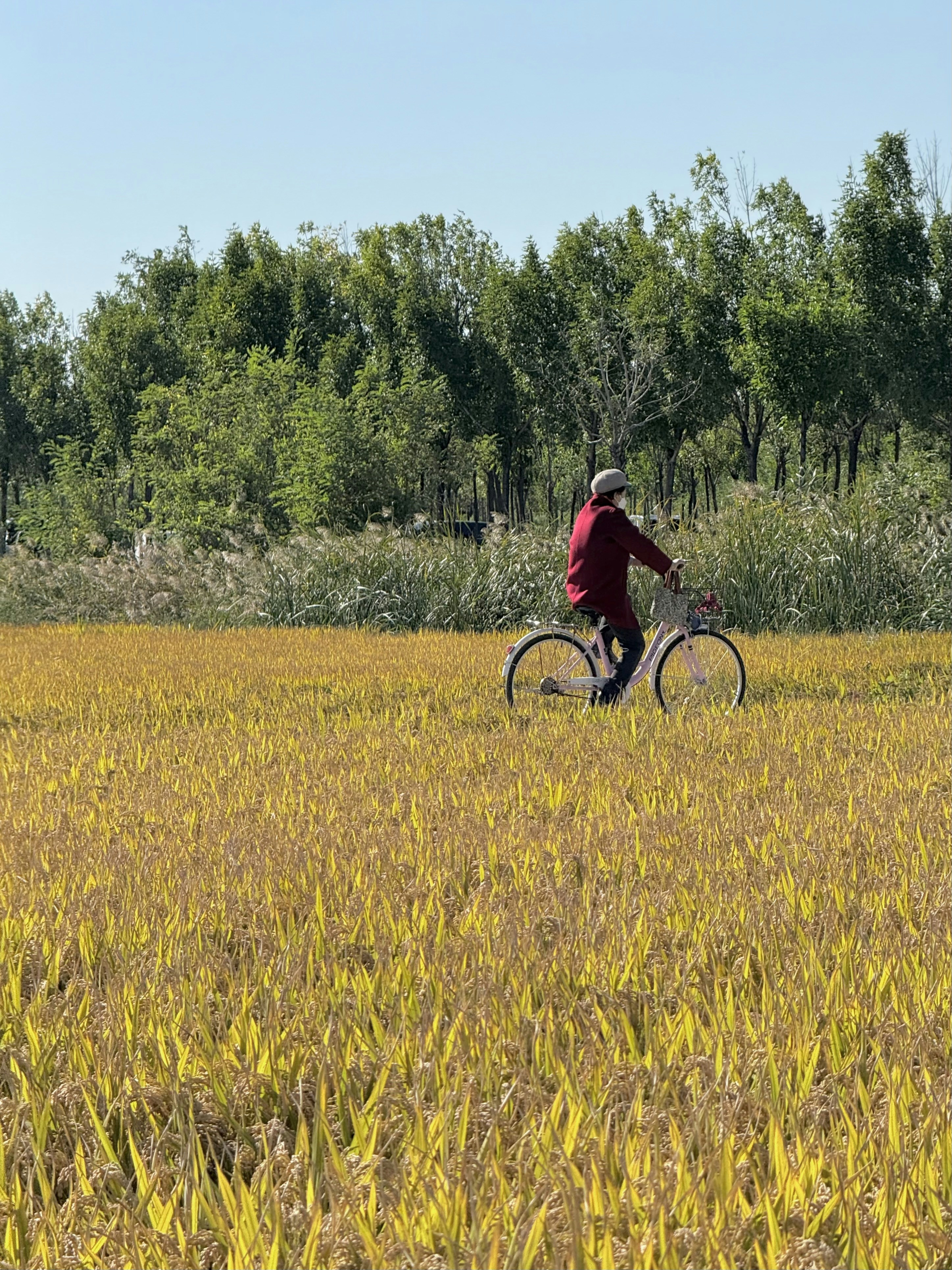 Red-Jacket Rider Crossing a Sunlit Prairie