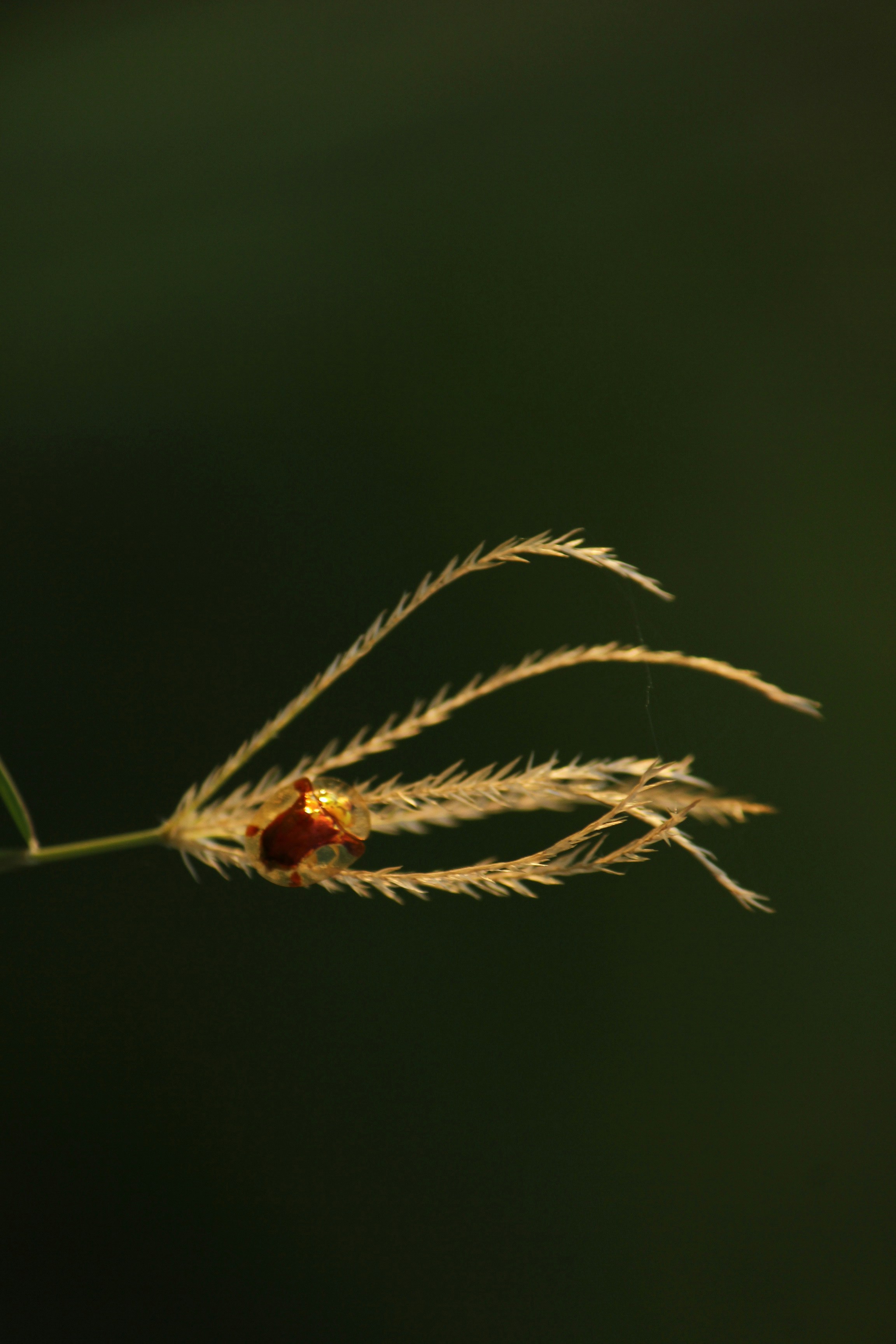 Ladybug on a Golden Grass Arc in a Velvet Green Field