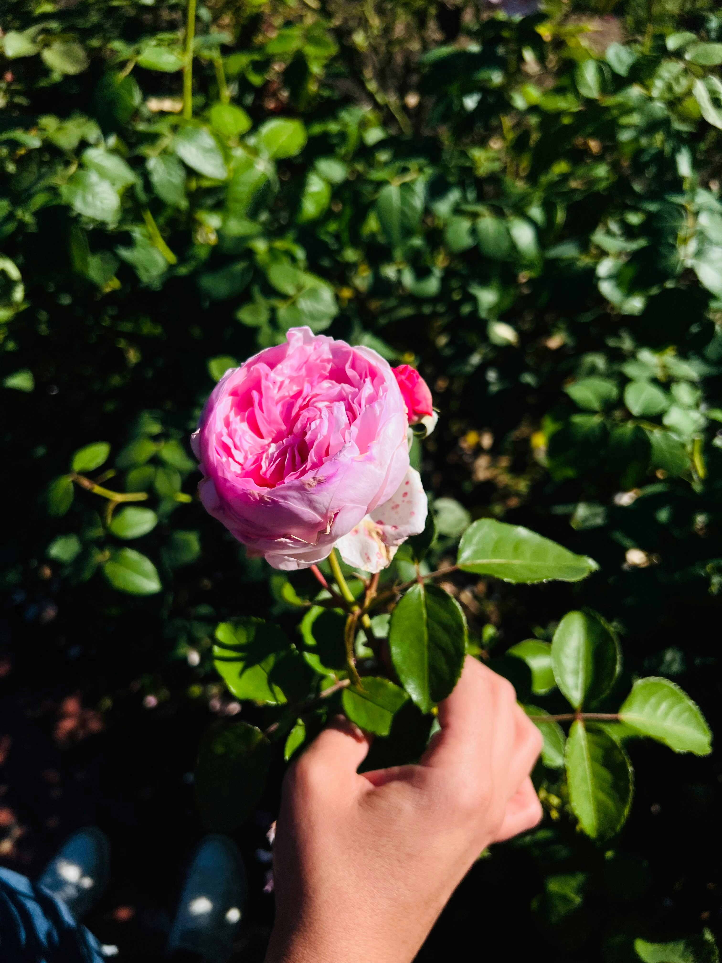 Sunlit Pink Rose Grasped by a Gentle Hand
