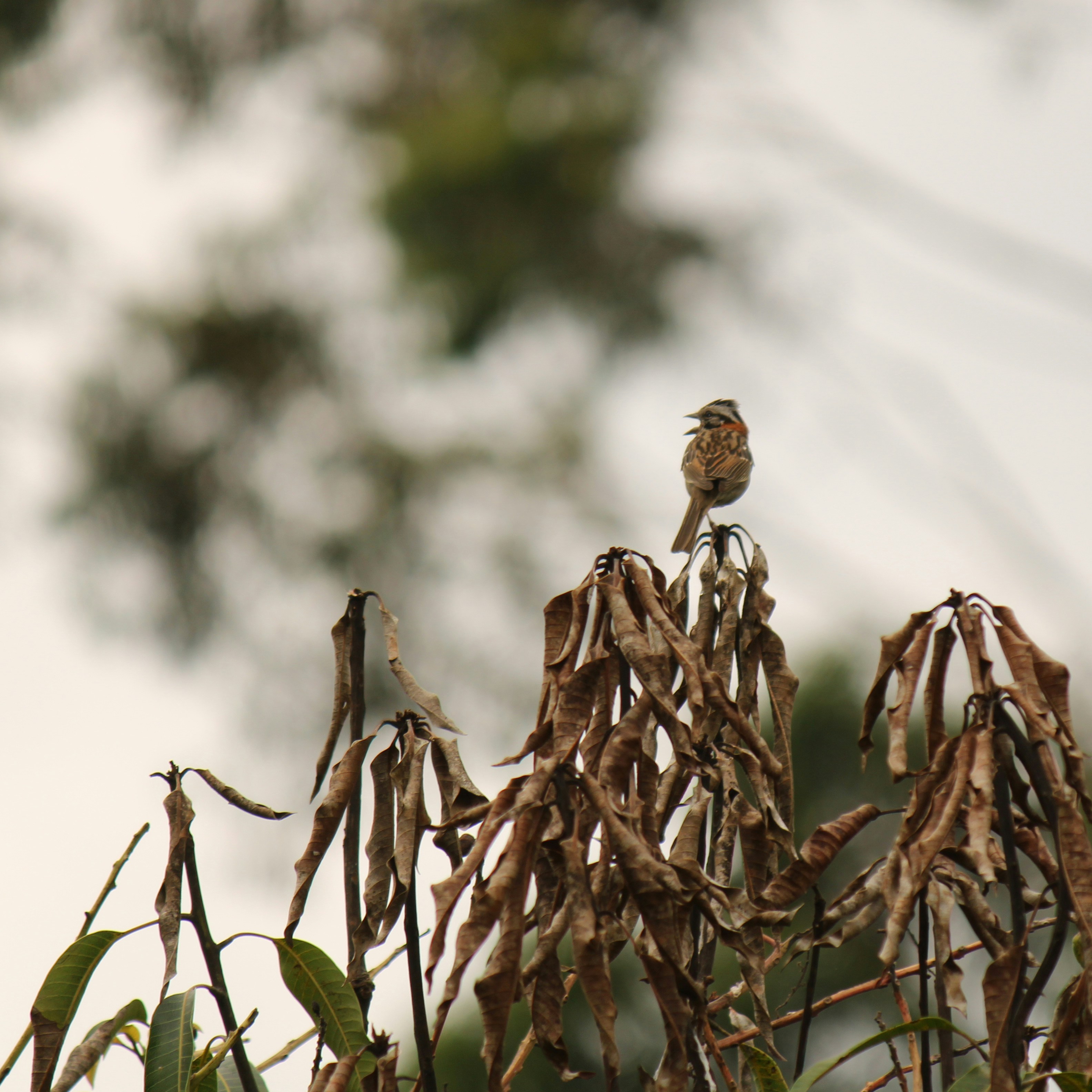 Photo by Paulo Pescada with Canon EOS 2000D