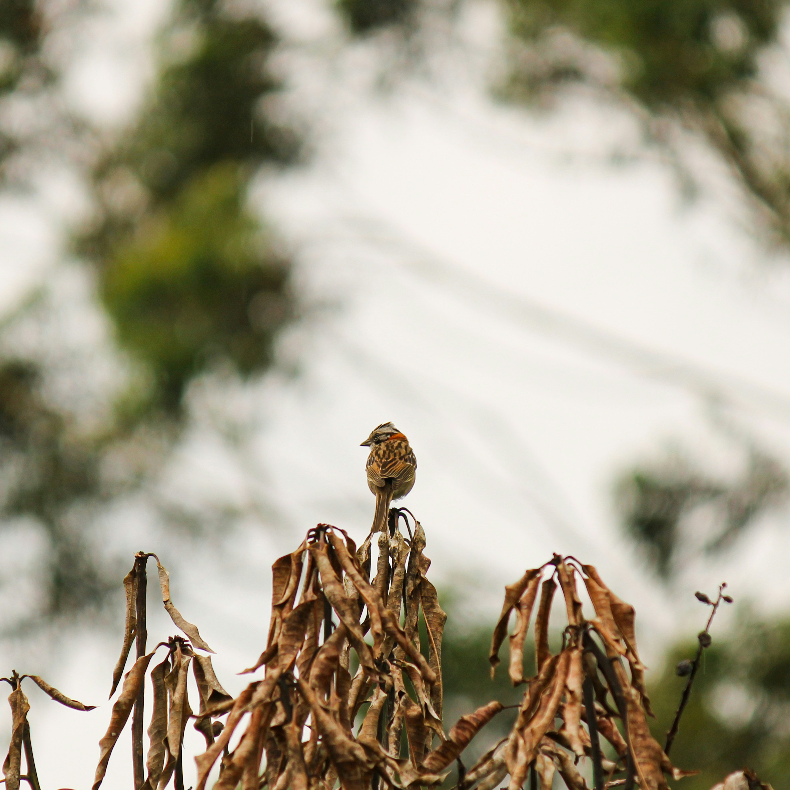 Photo by Paulo Pescada with Canon EOS 2000D