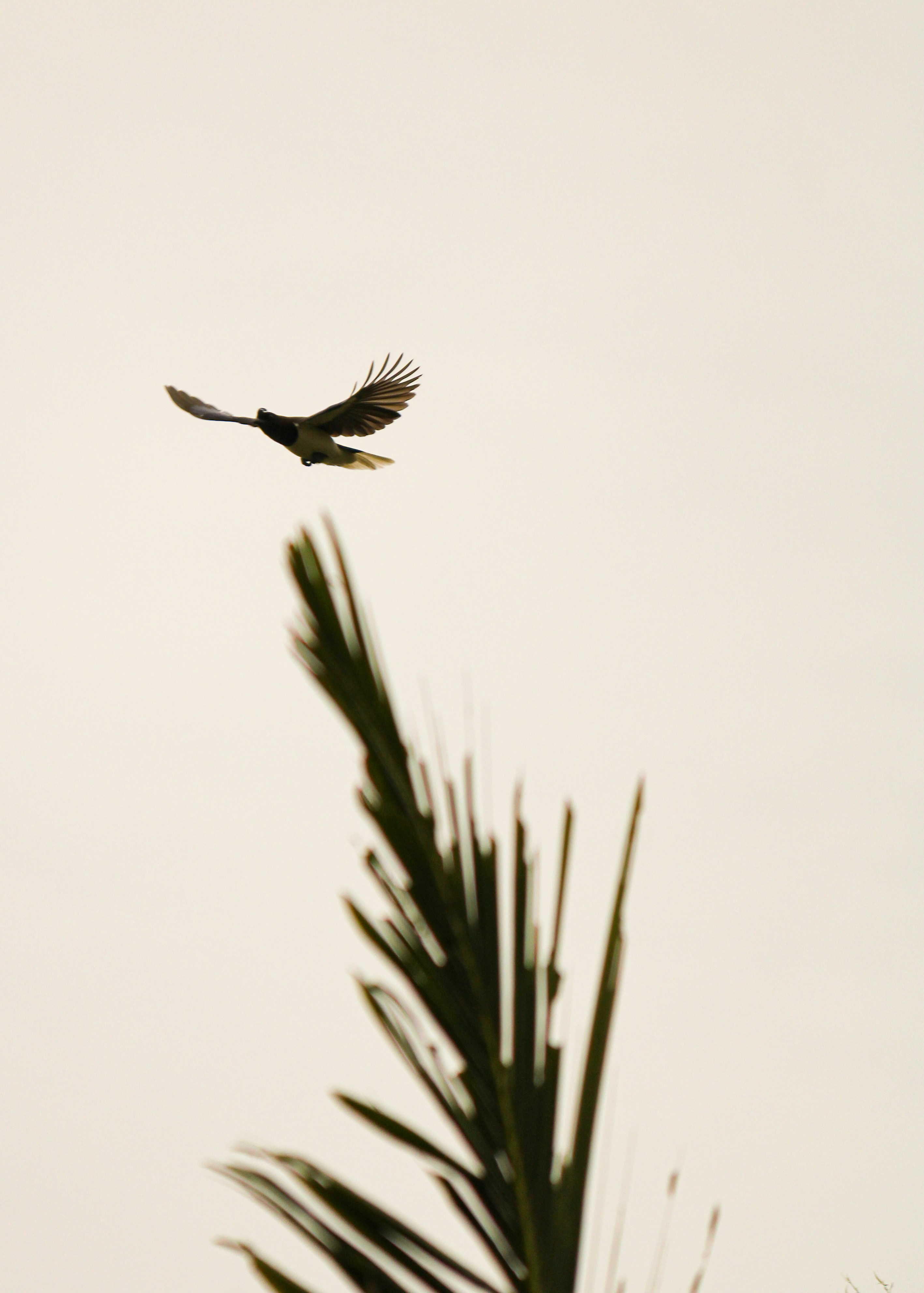 Photo by Paulo Pescada with Canon EOS 2000D