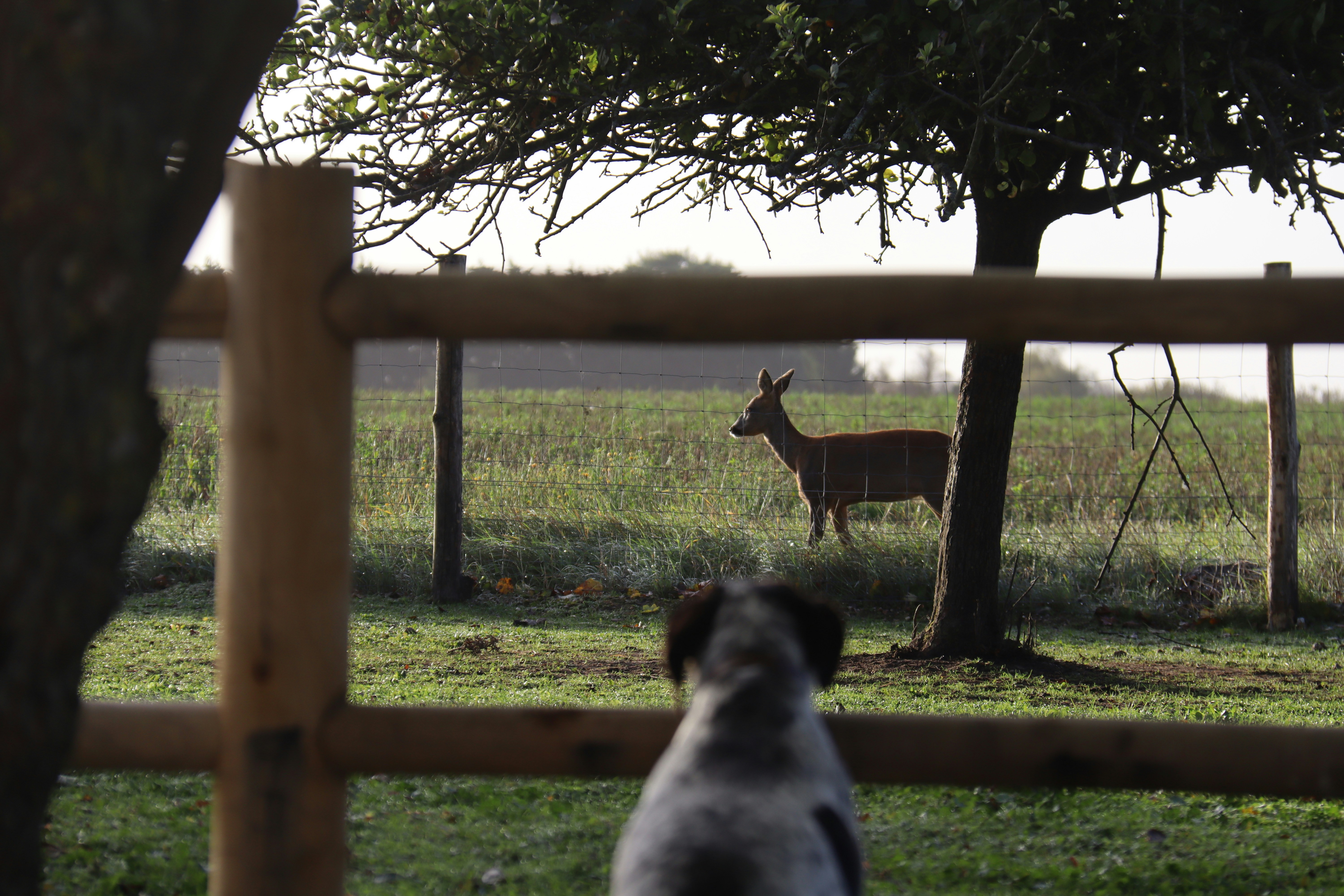 A Quiet Crossing Beyond the Fence: Deer Pauses in a Sunlit Field