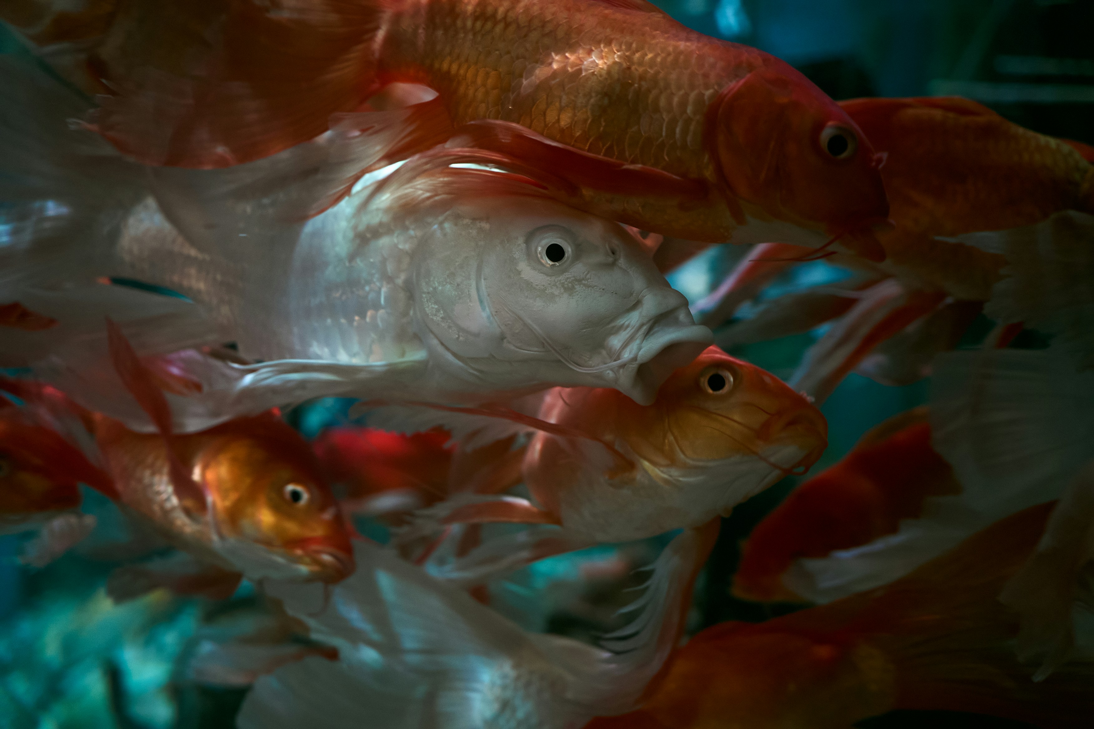 Close-up of goldfishes in an aquarium