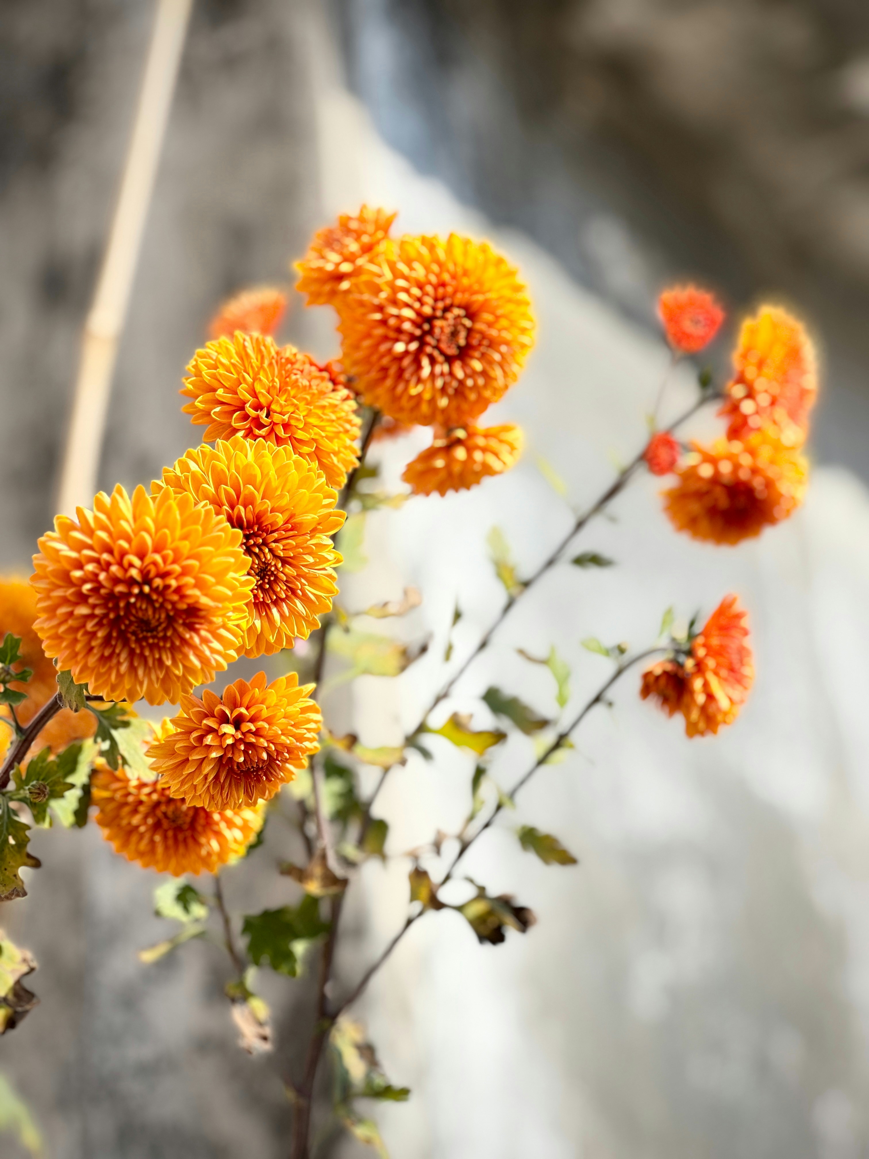 Pom-Pom Chrysanthemums Against Soft Concrete Blur: A Sunlit Orange Moment