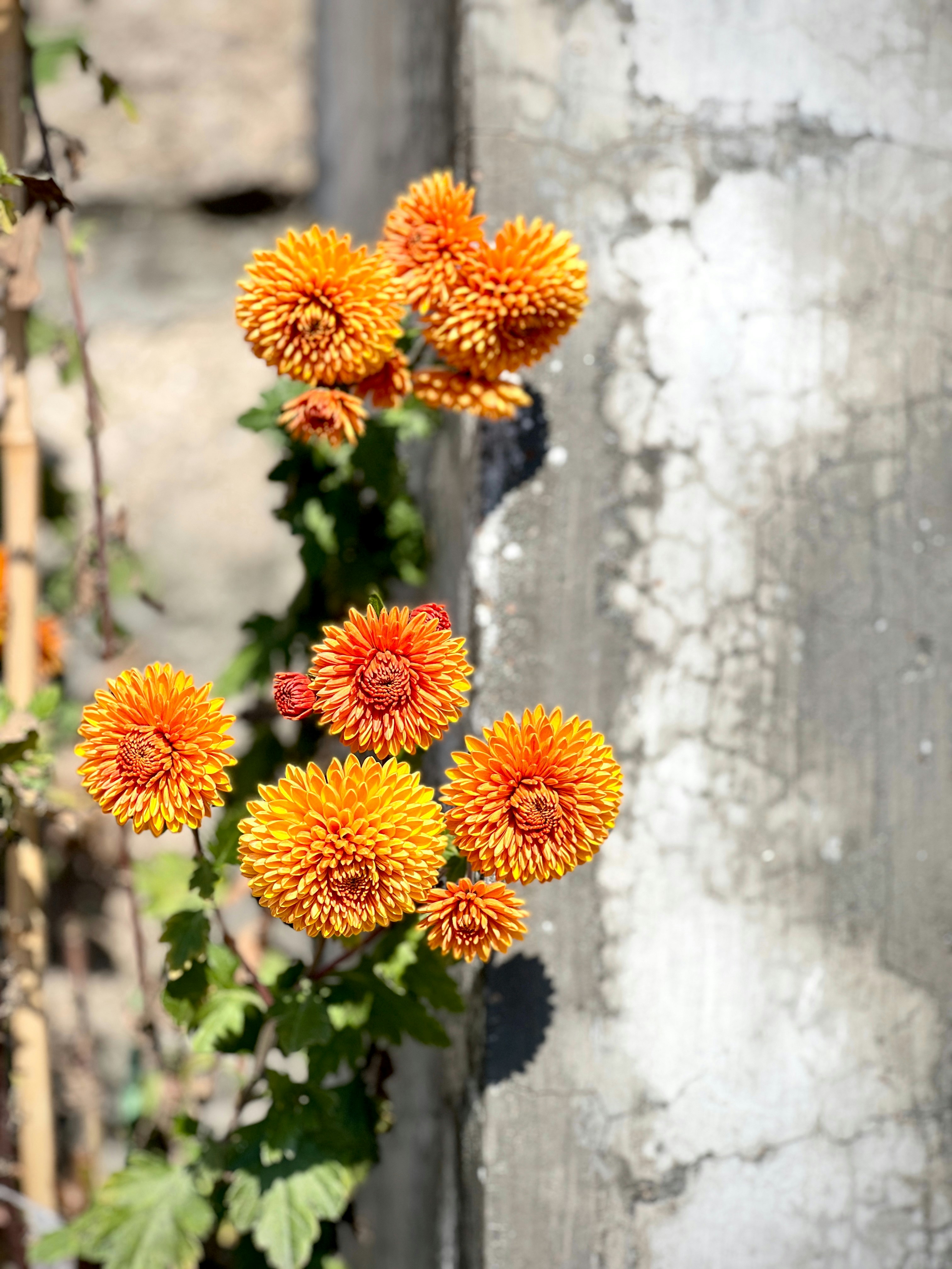 Orange Chrysanthemums Clinging to a Weathered Concrete Wall