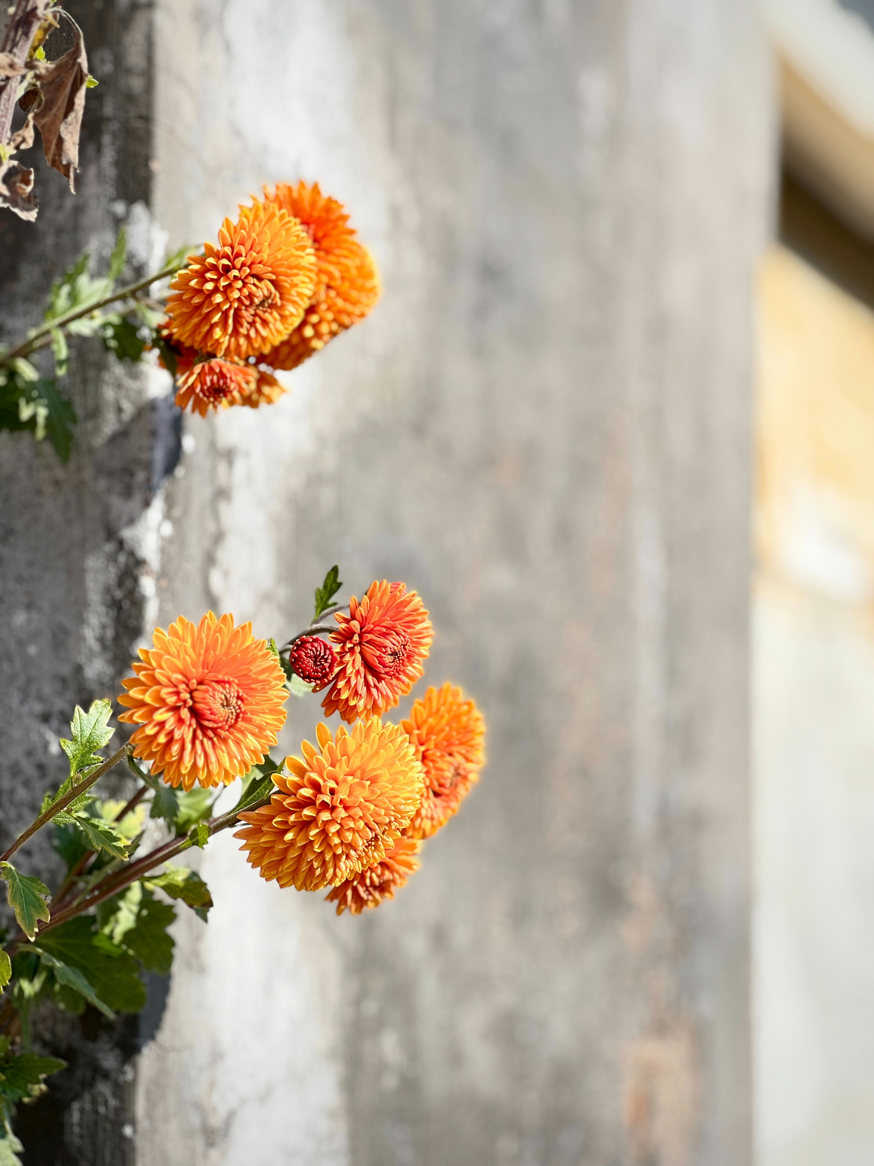 Blossoms on a Weathered Wall: Orange Chrysanthemums in Quiet Light