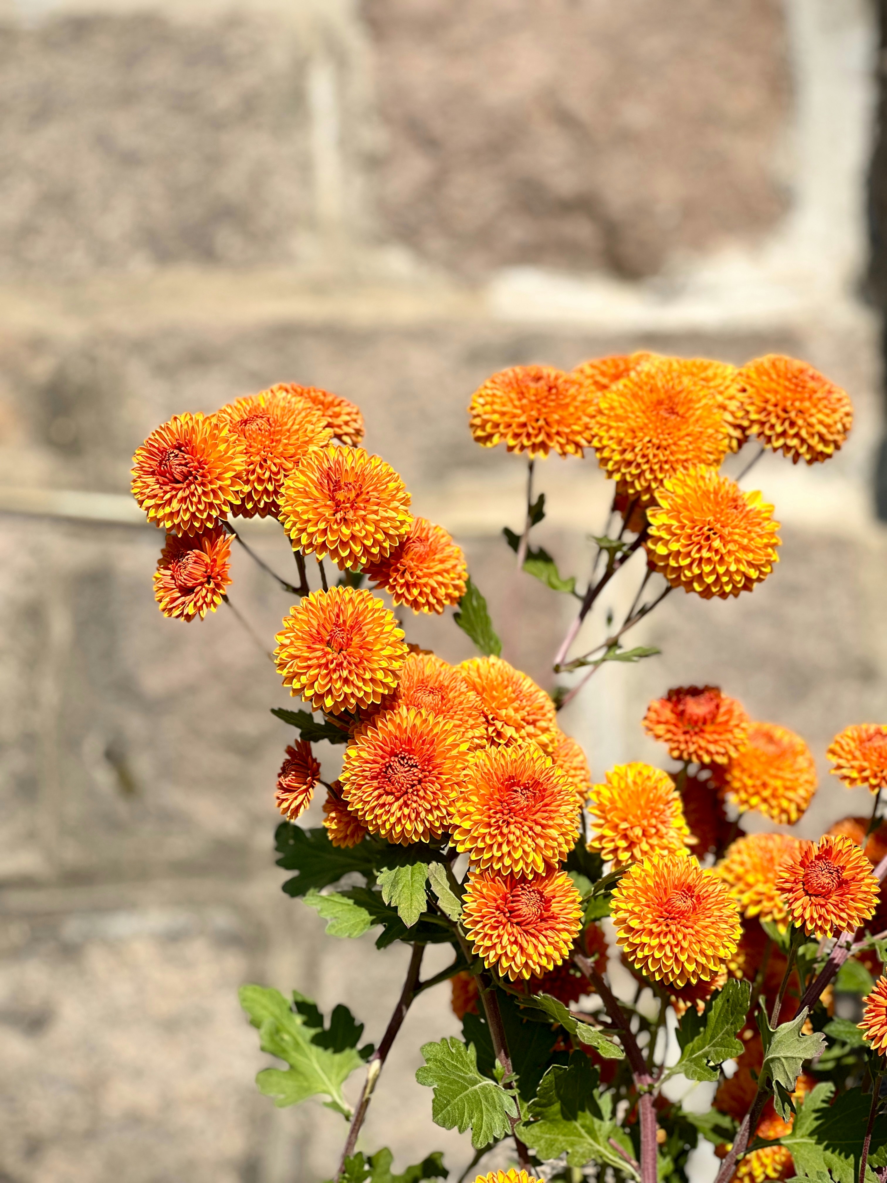 Amber Pom-Poms Against Weathered Brick