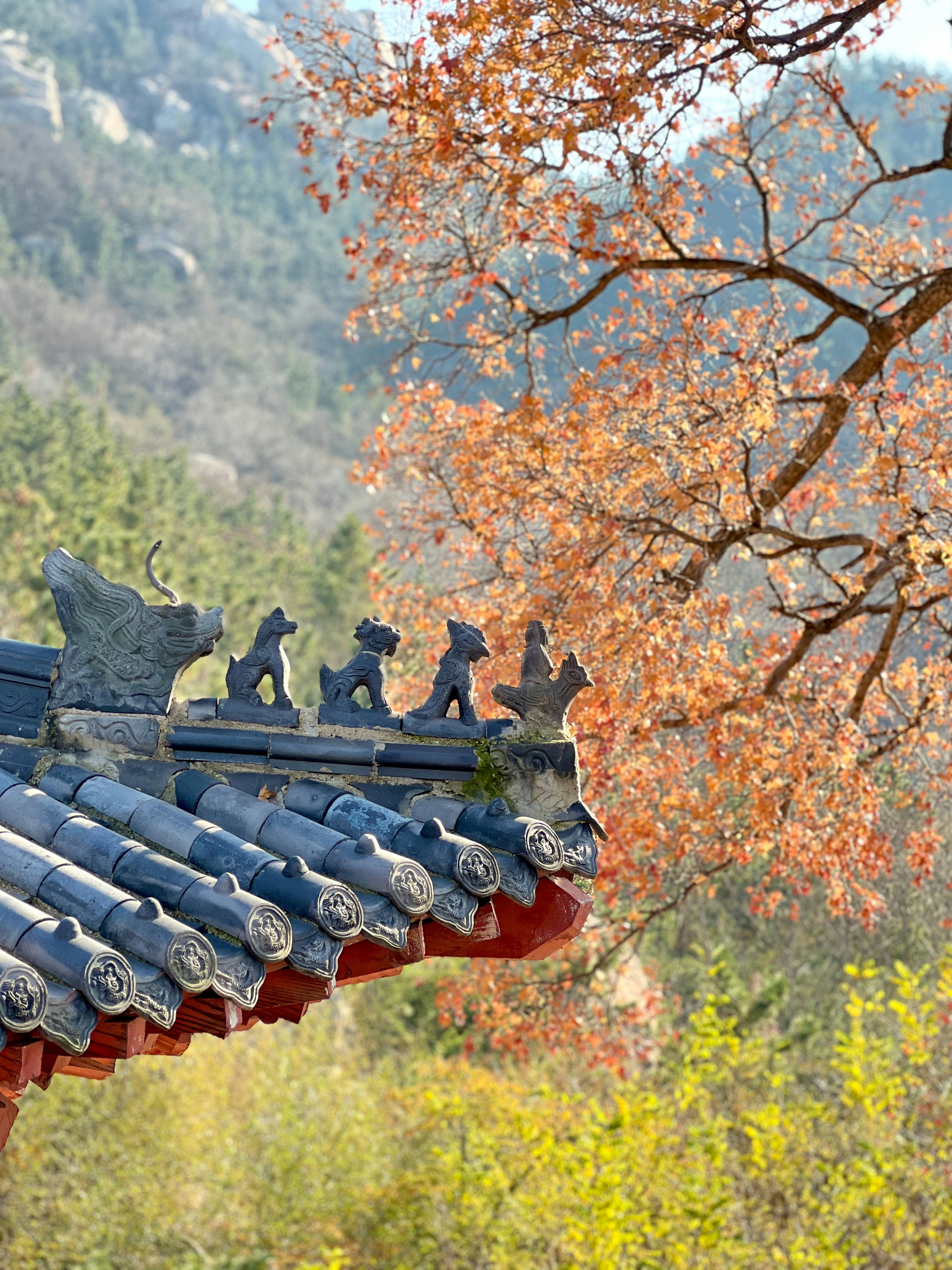 Guardians on the Ridge: Autumn Flames over a Serene Tile Roof