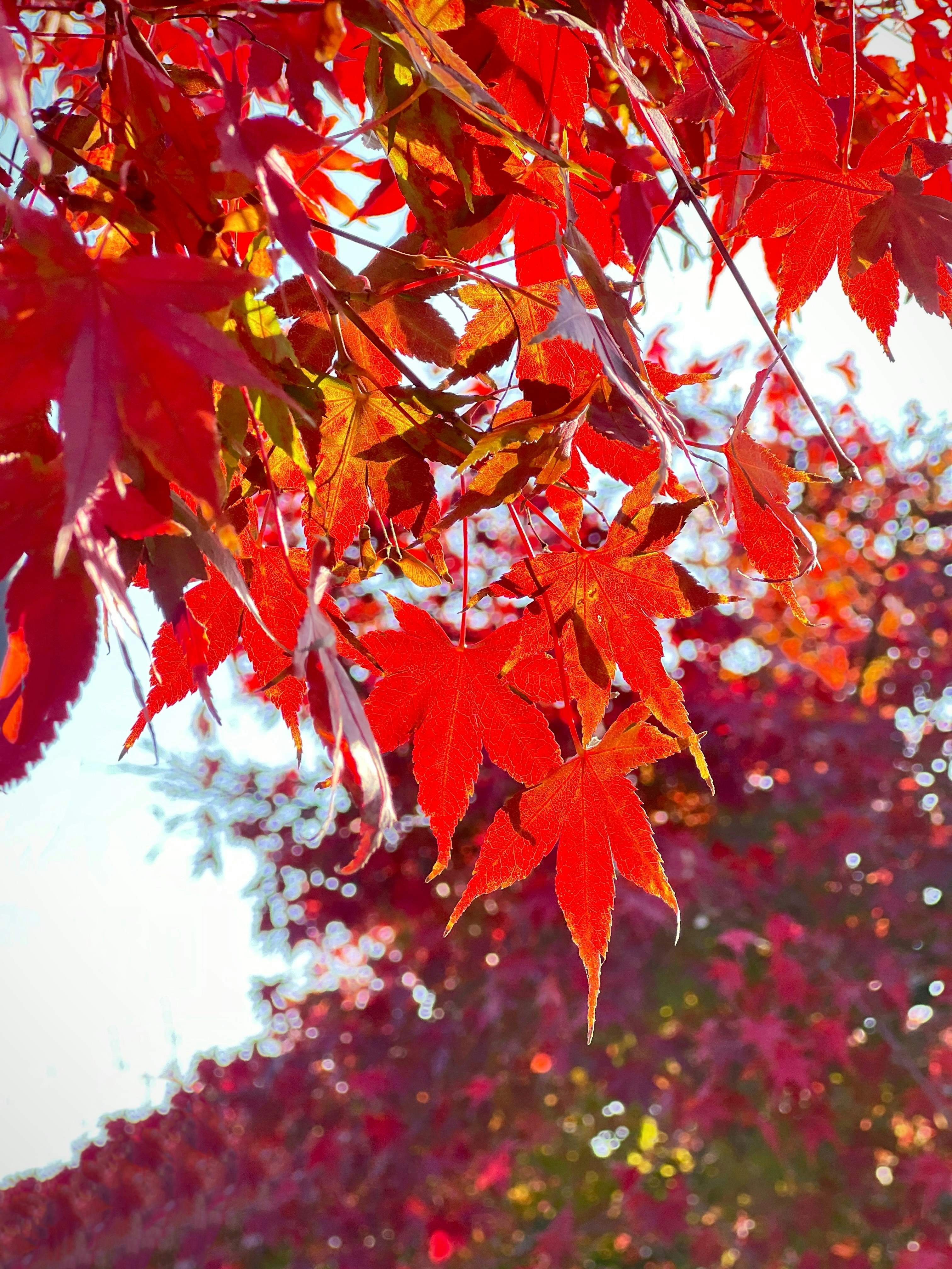 Photo by Leo Liu with Apple iPhone 13 Pro