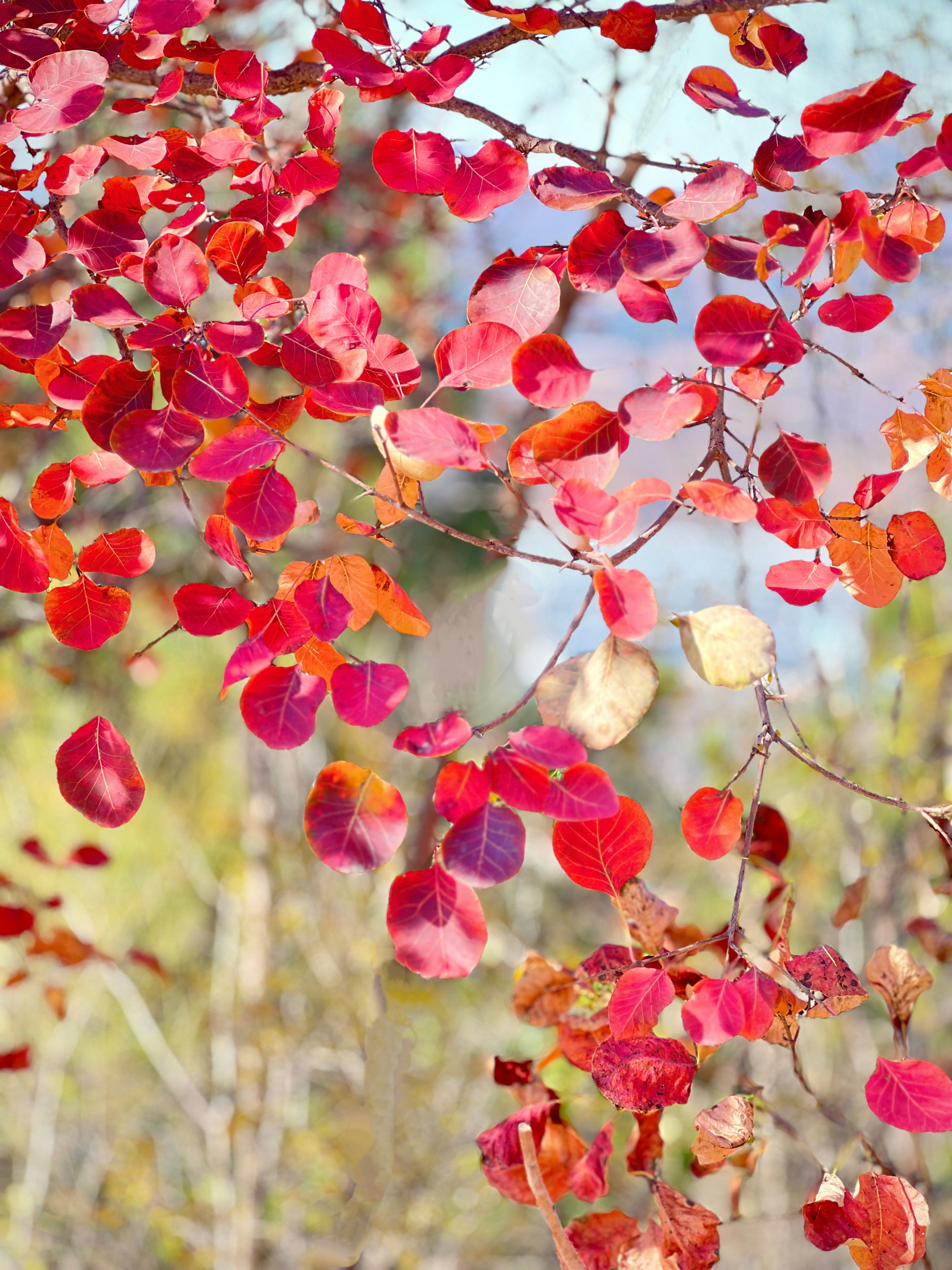 Crimson Veil: A Close-Up of Autumn Leaves in Sunlit Color