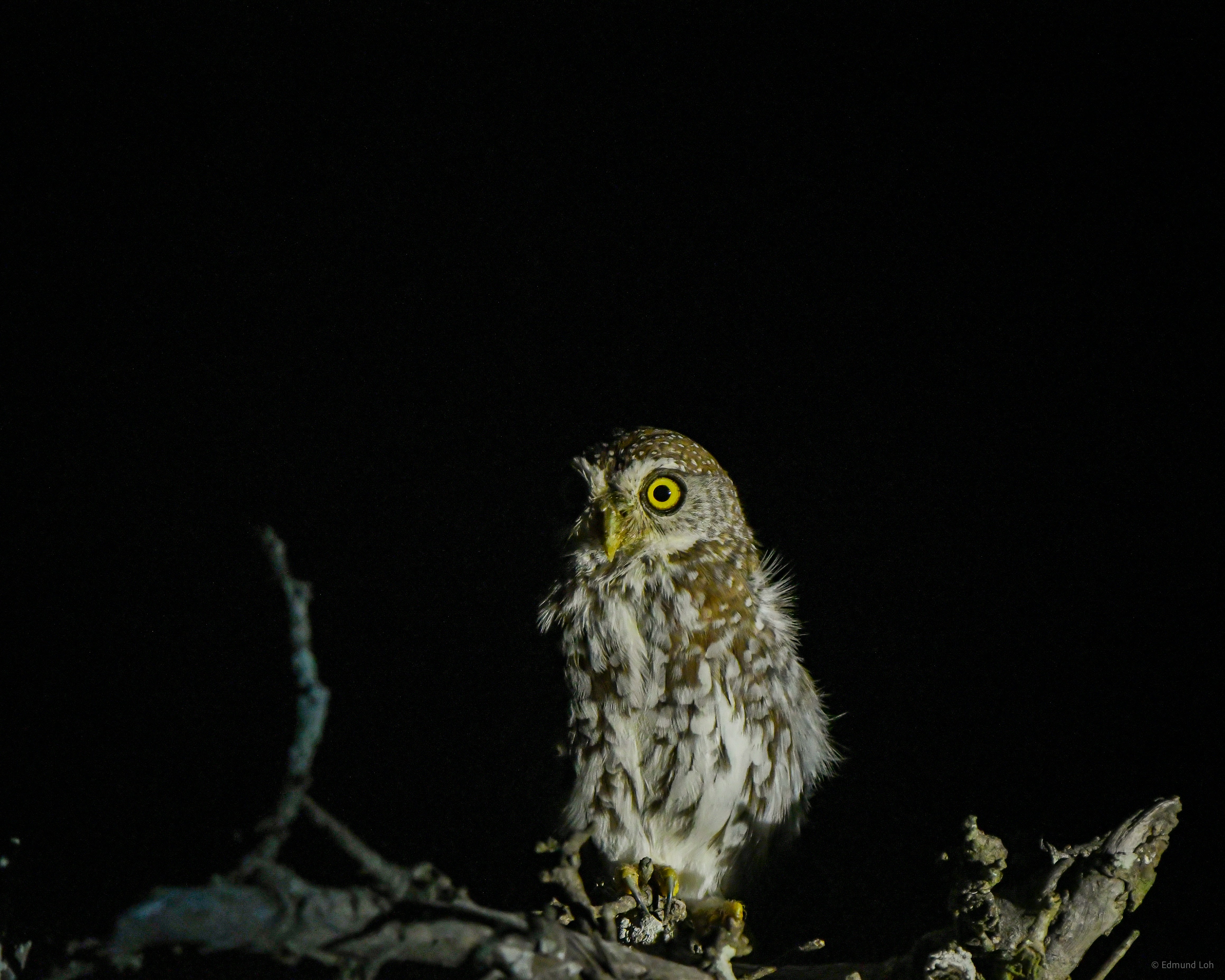 Photo by Edmund Loh with Nikon D500