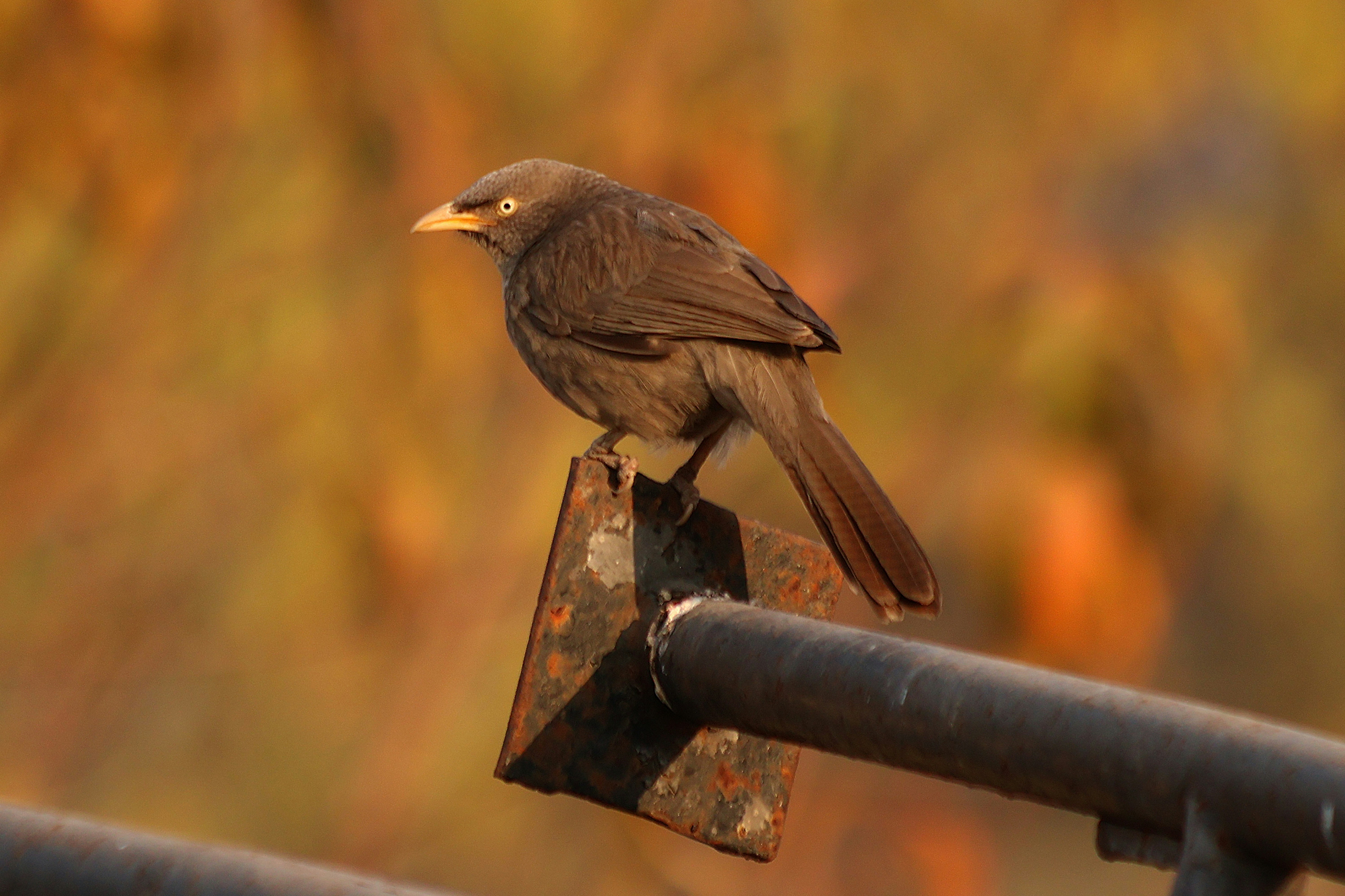 Autumn Perch on Weathered Rail: A Brown Thrush in Warm Blur