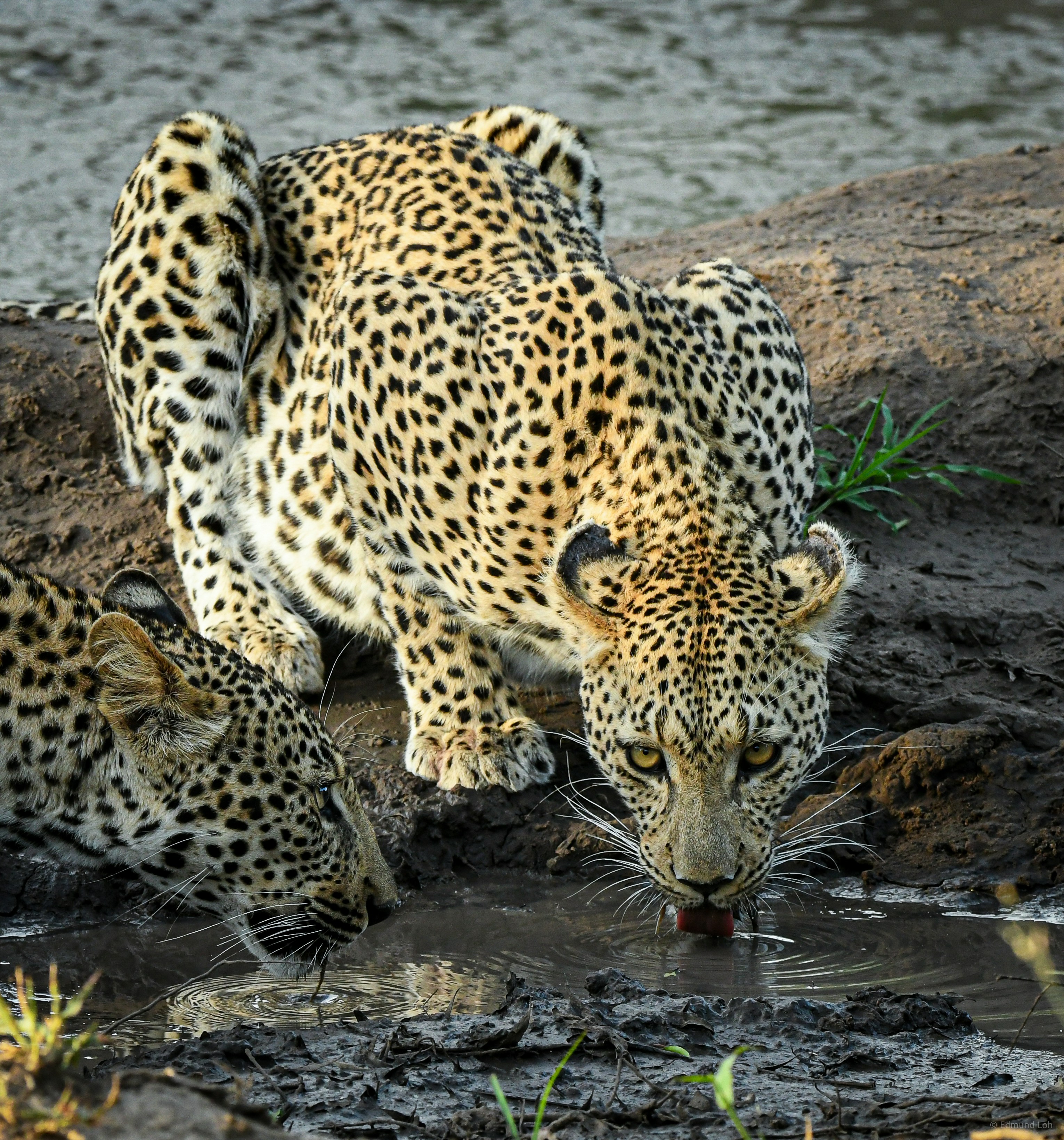 Two leopards drinking water from a muddy puddle photo – Free Animal ...