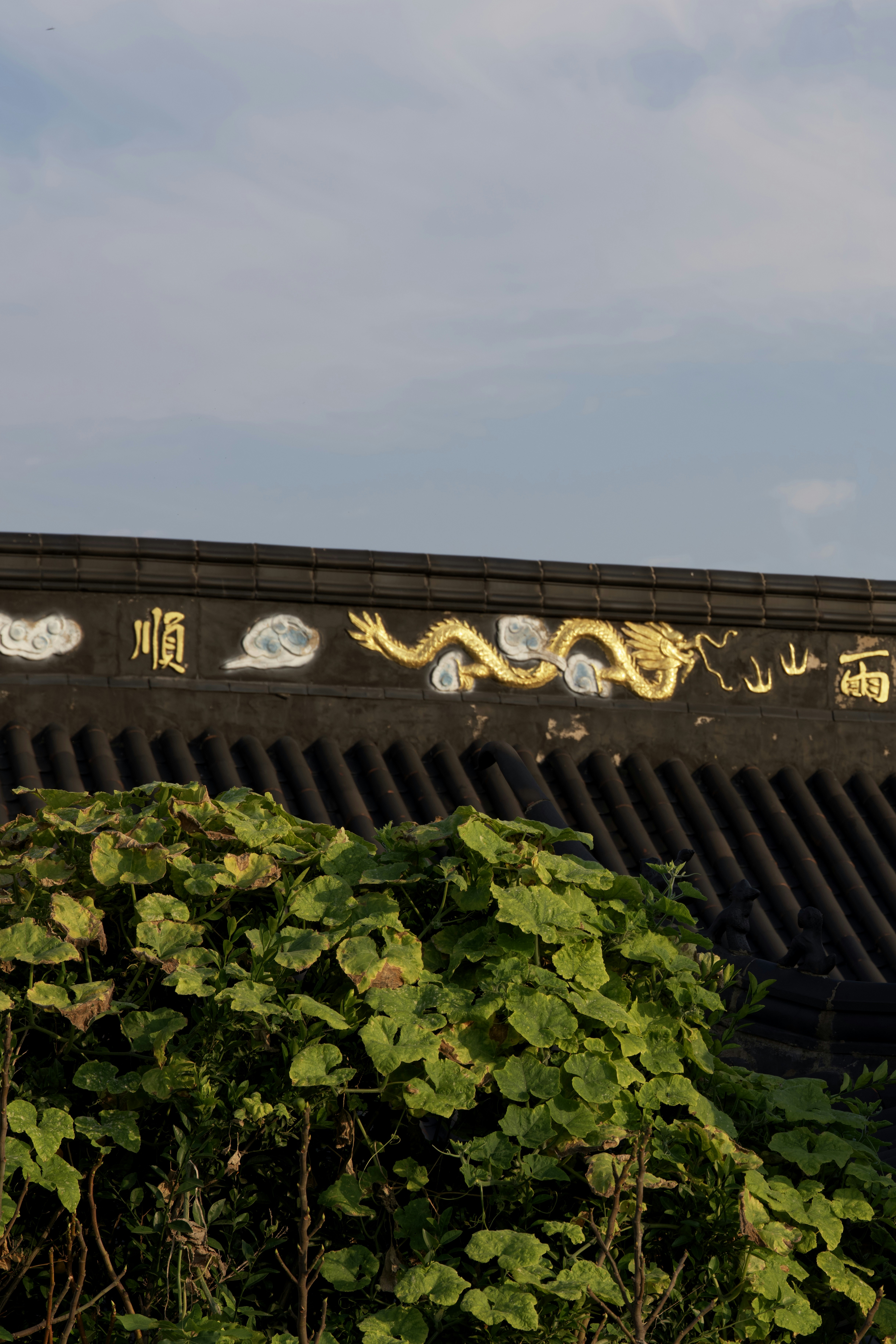 Dragon Crest on a Traditional Chinese Roof, Veiled by Ivy and Sky
