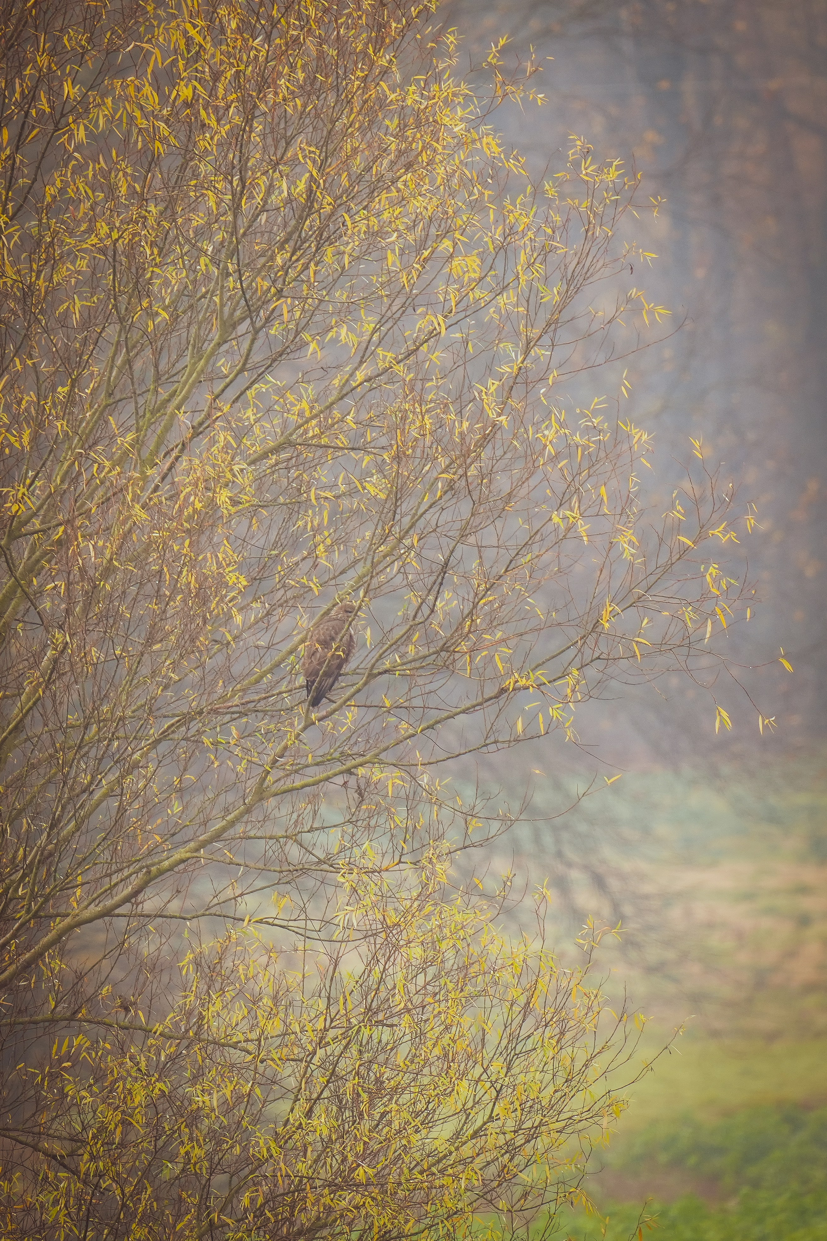 Amber Veil and a Watchful Bird on a Misty Branch