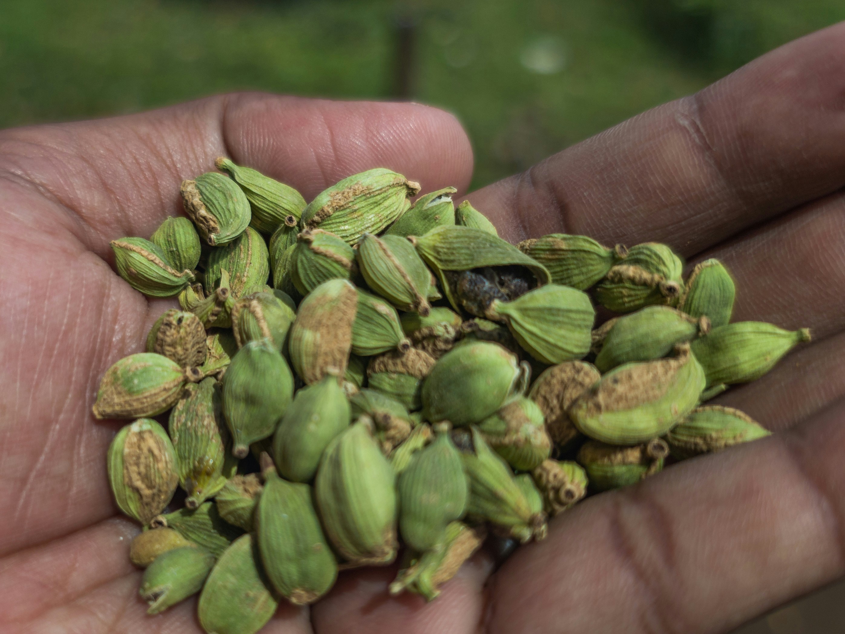 Green cardamom pods held in a person's hand