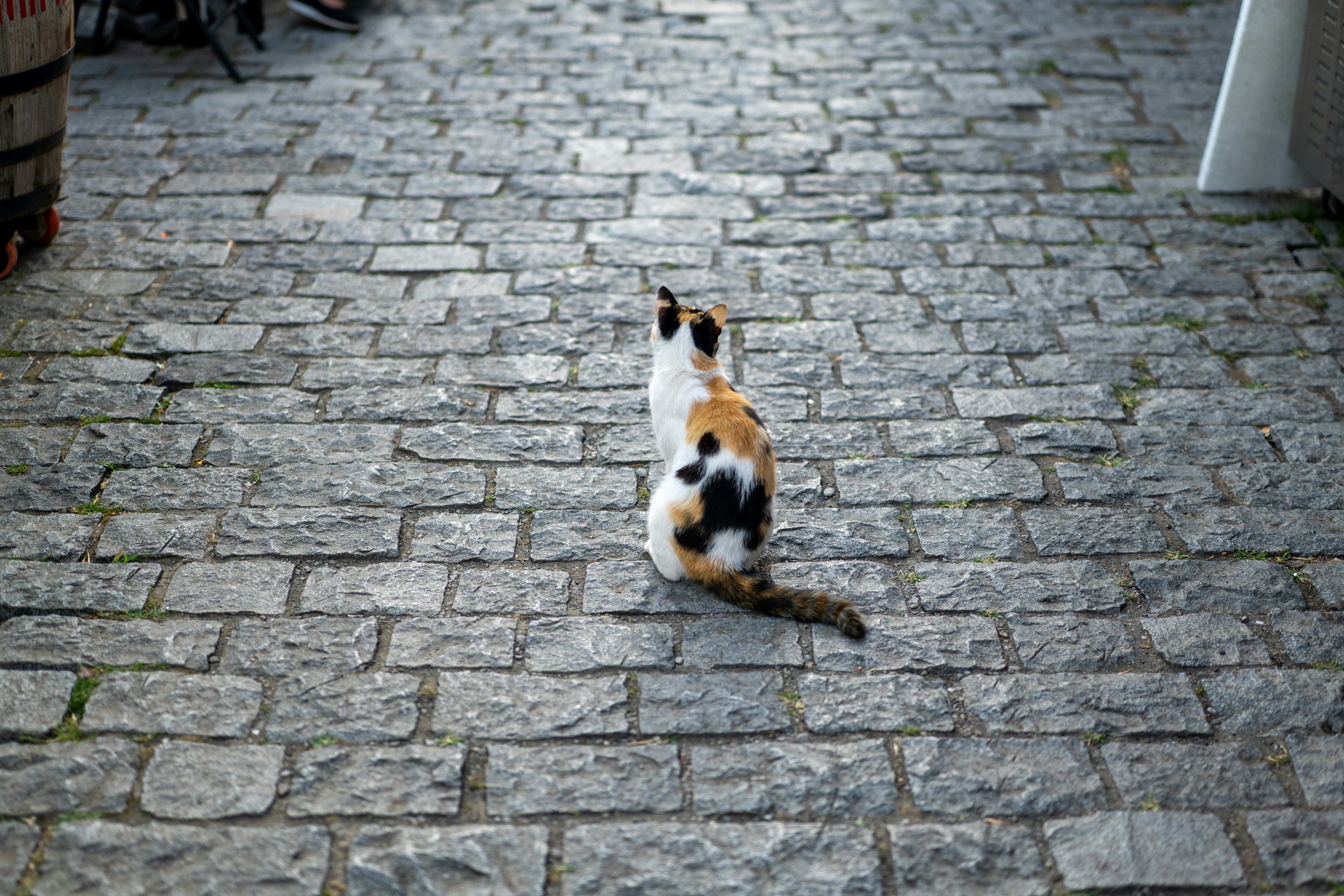 A cat sitting on the street