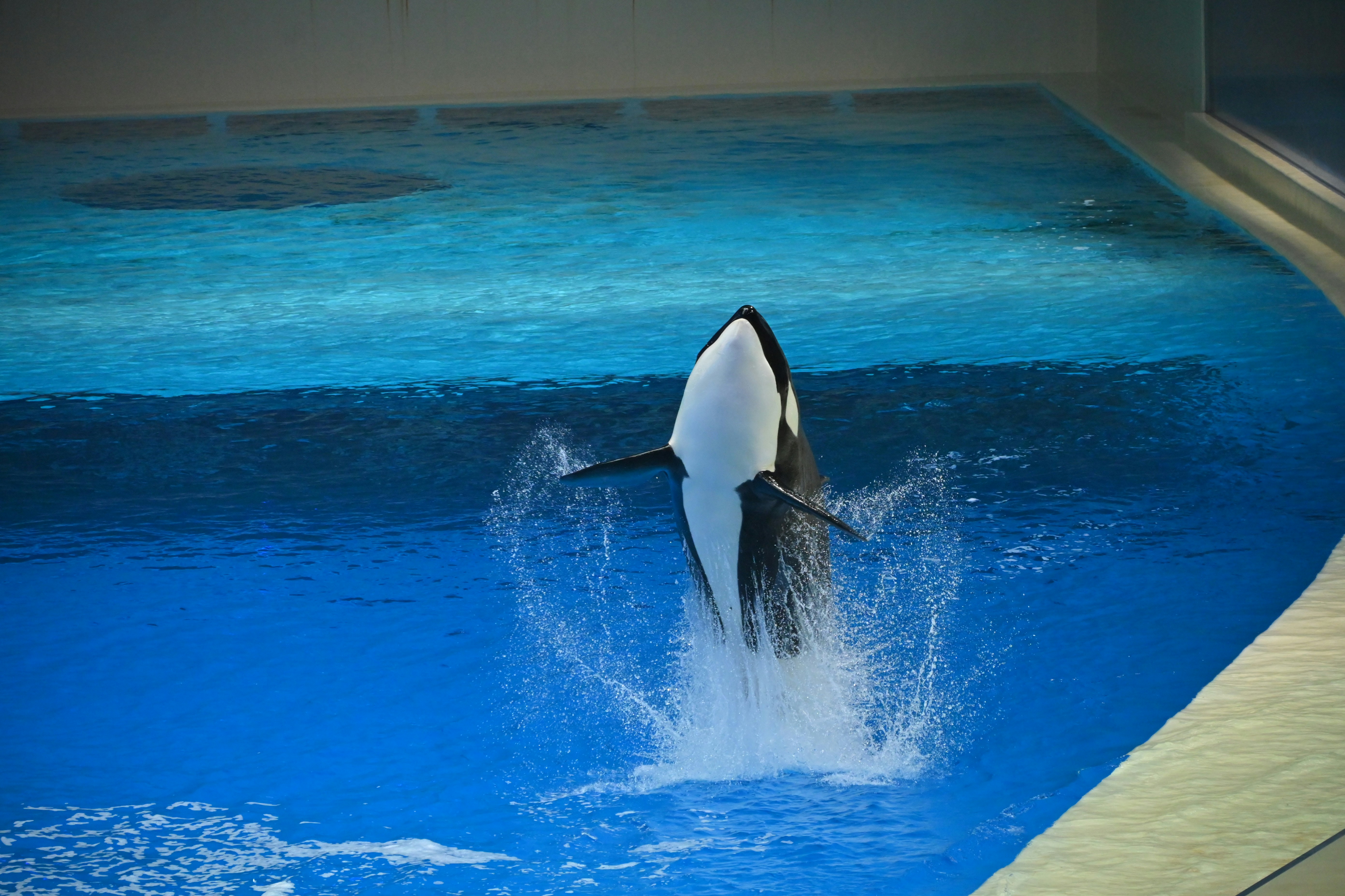 Orca Leap in a Blue Pool: Precision Splash