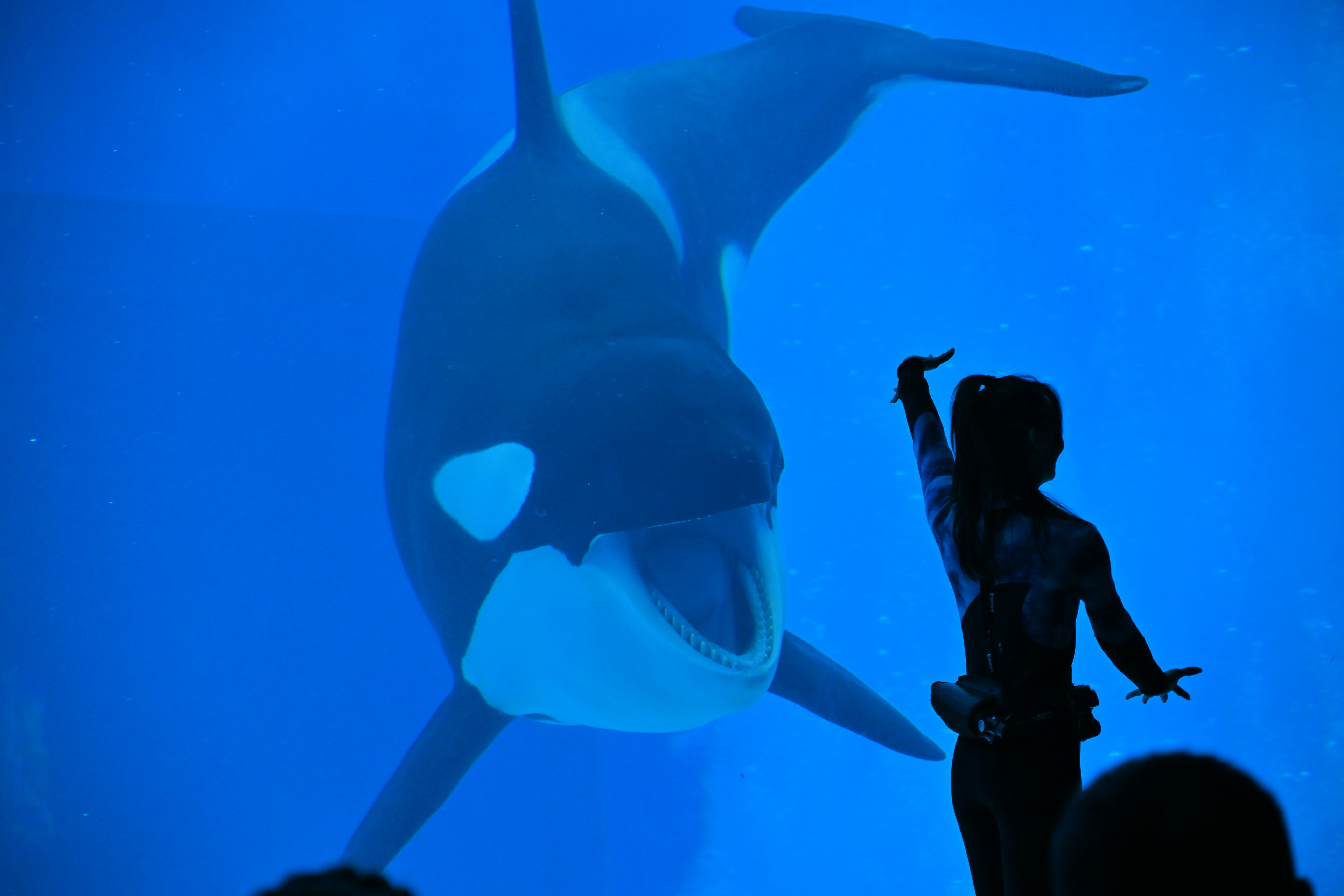 Blue-Tank Encounter: A Silhouetted Diver Faces an Orca