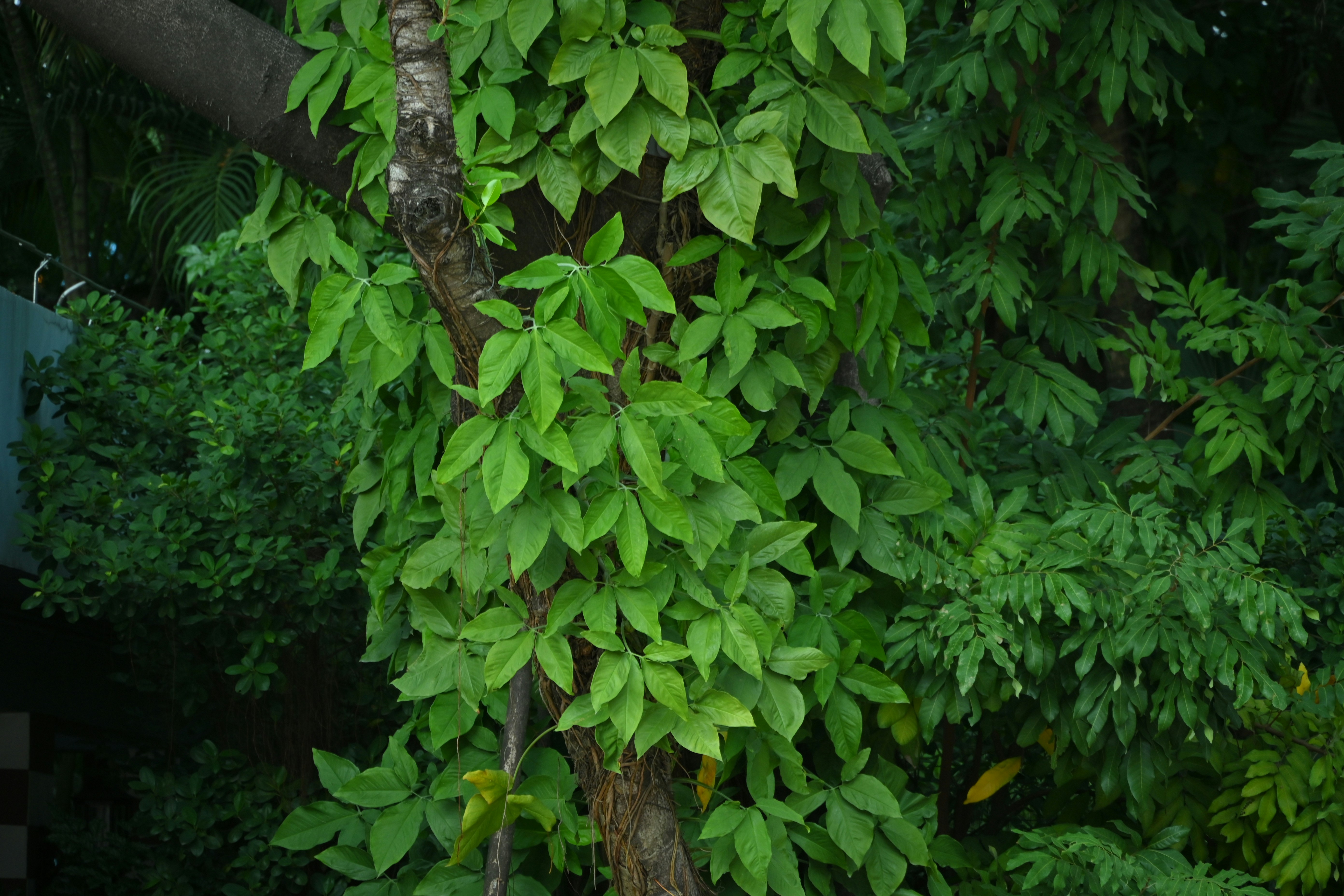 Vines climbing up a tree trunk with green leaves photo – Free Forest ...