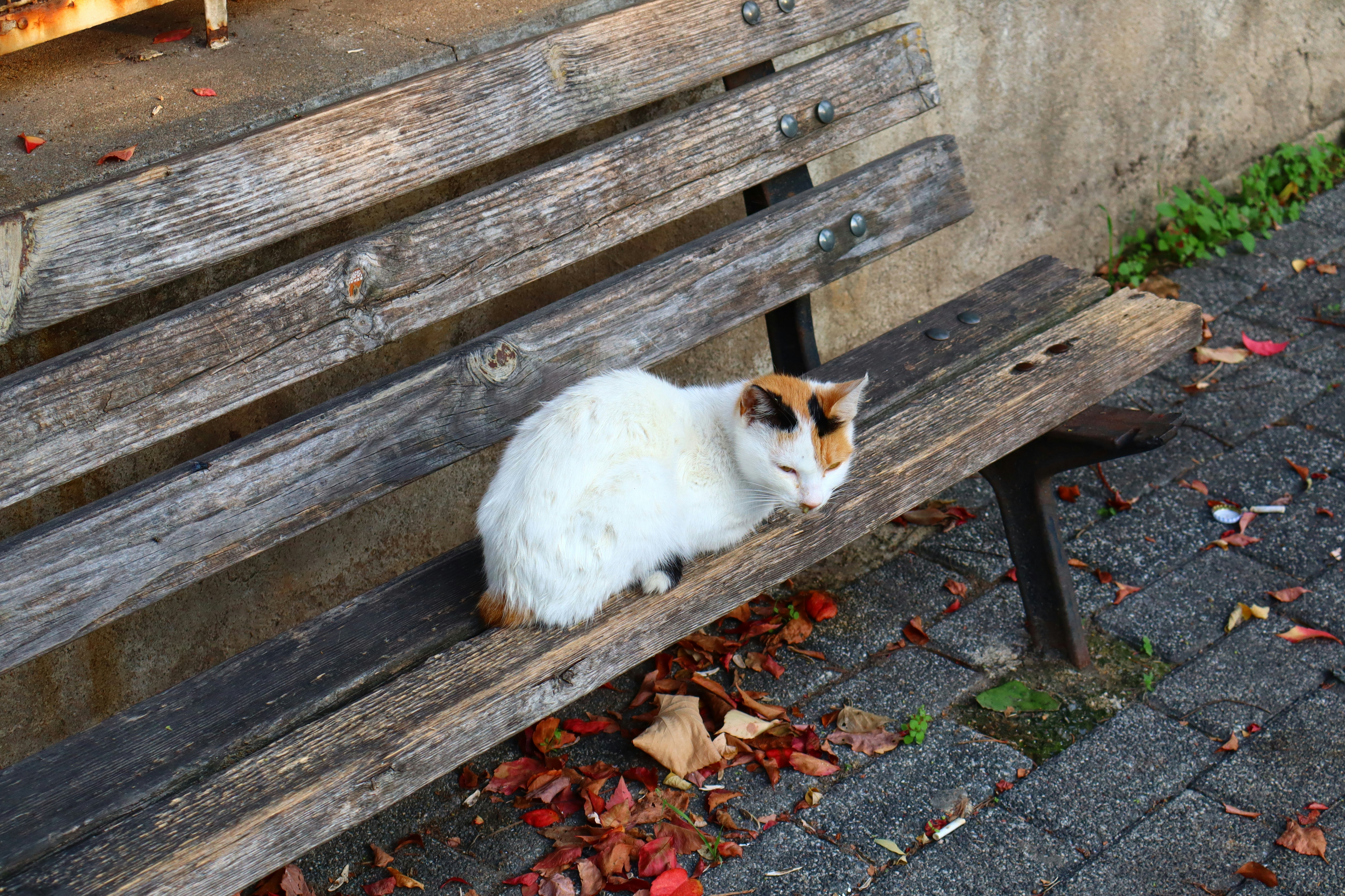 Calico at Rest on a Weathered Bench Beneath Autumn's Rustling Leaves