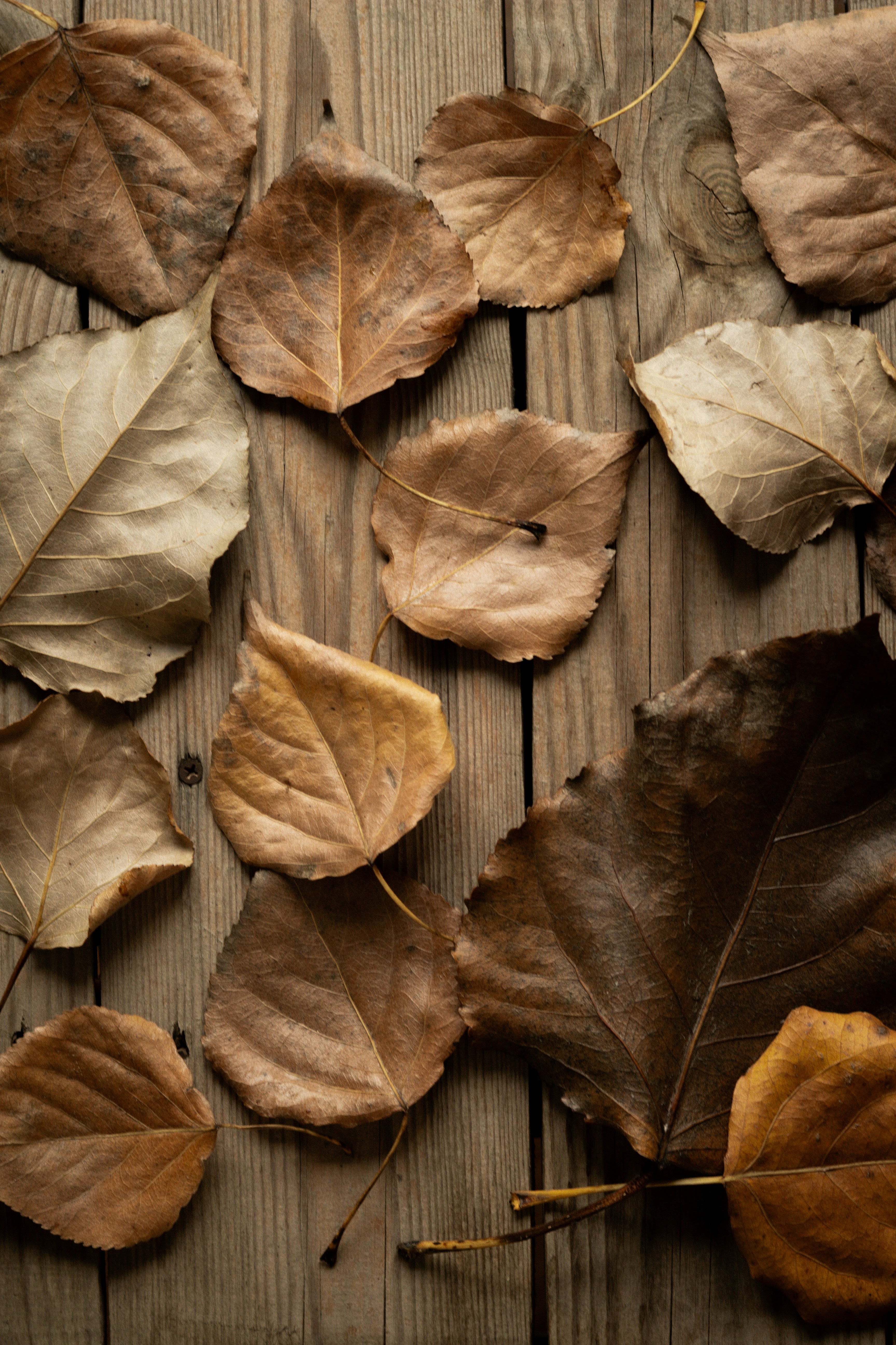 Autumn's Quiet Mosaic: Leaves Spread Across Weathered Wood