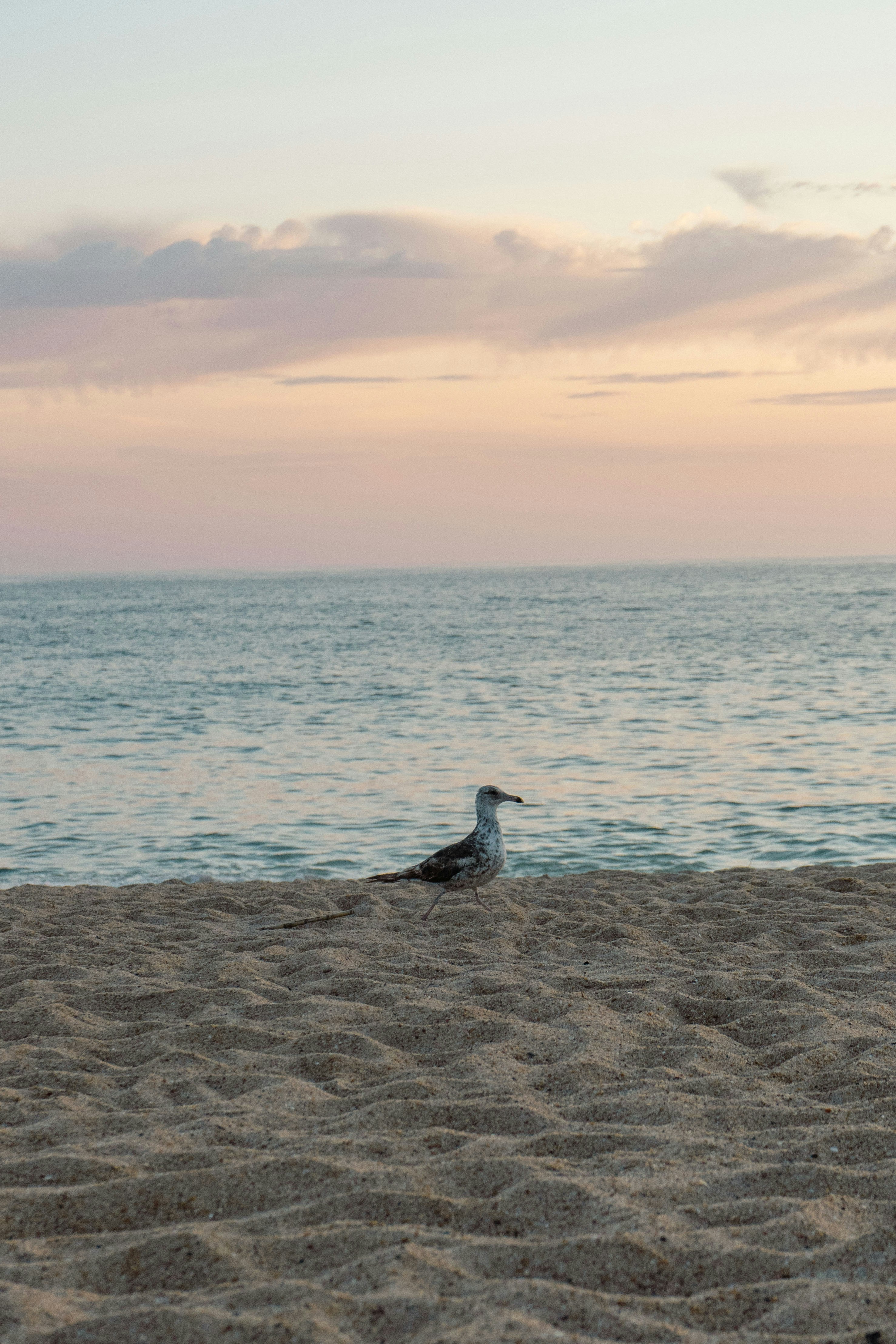 Dune Sentinel: A Lone Seagull at Dusk Over a Quiet Sea
