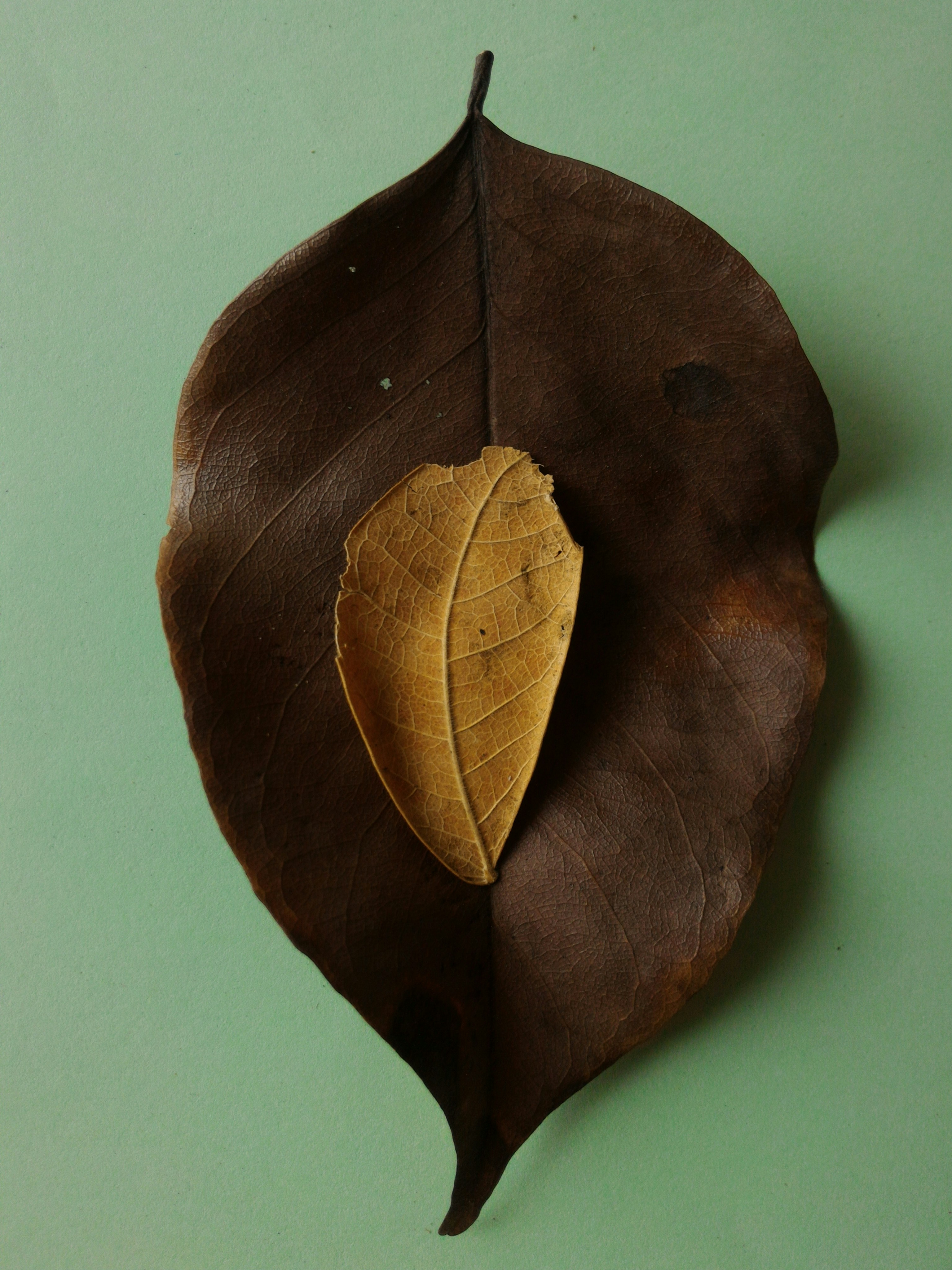 Two dry leaves on a light green surface