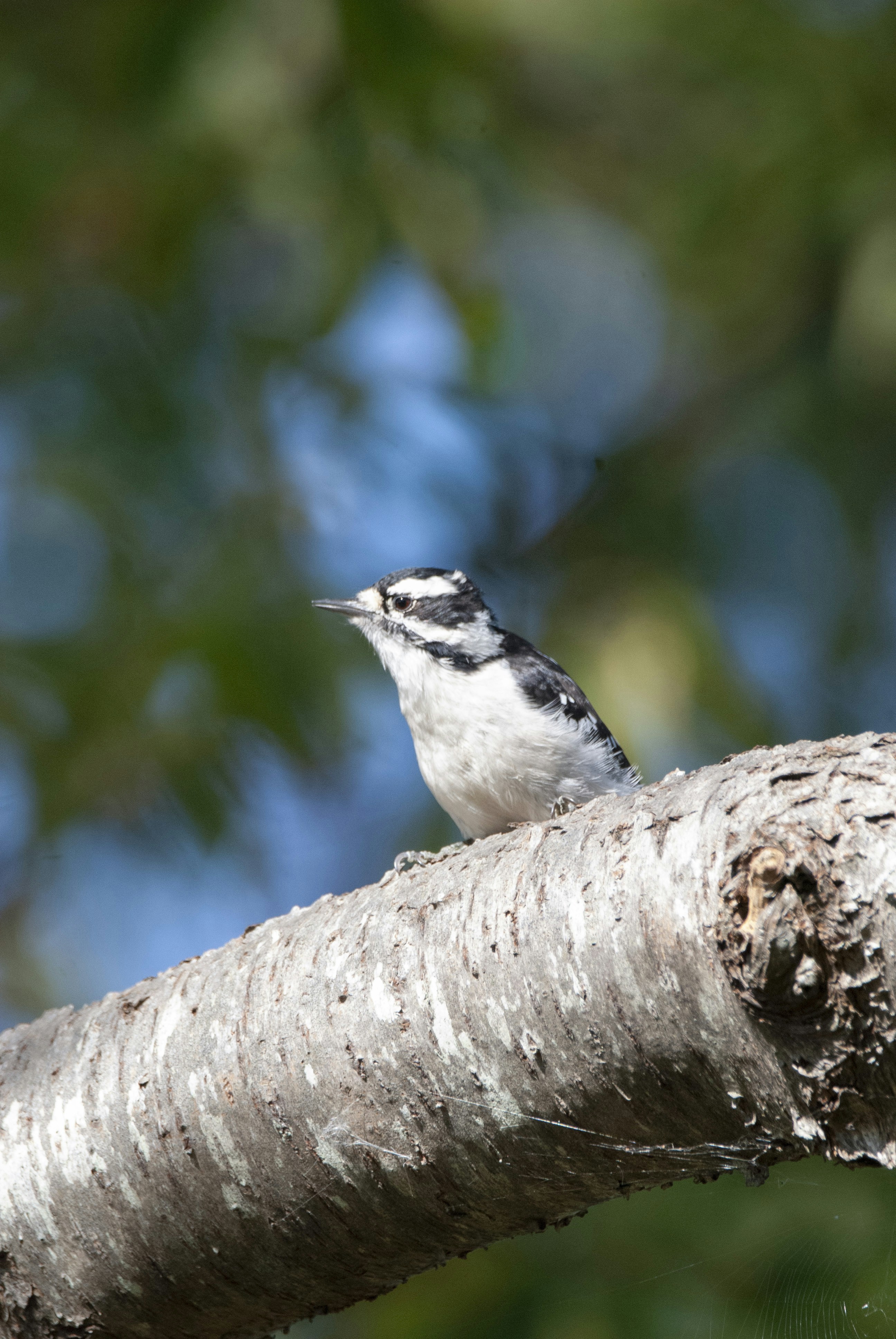 A Downy woodpecker takes a break from pecking