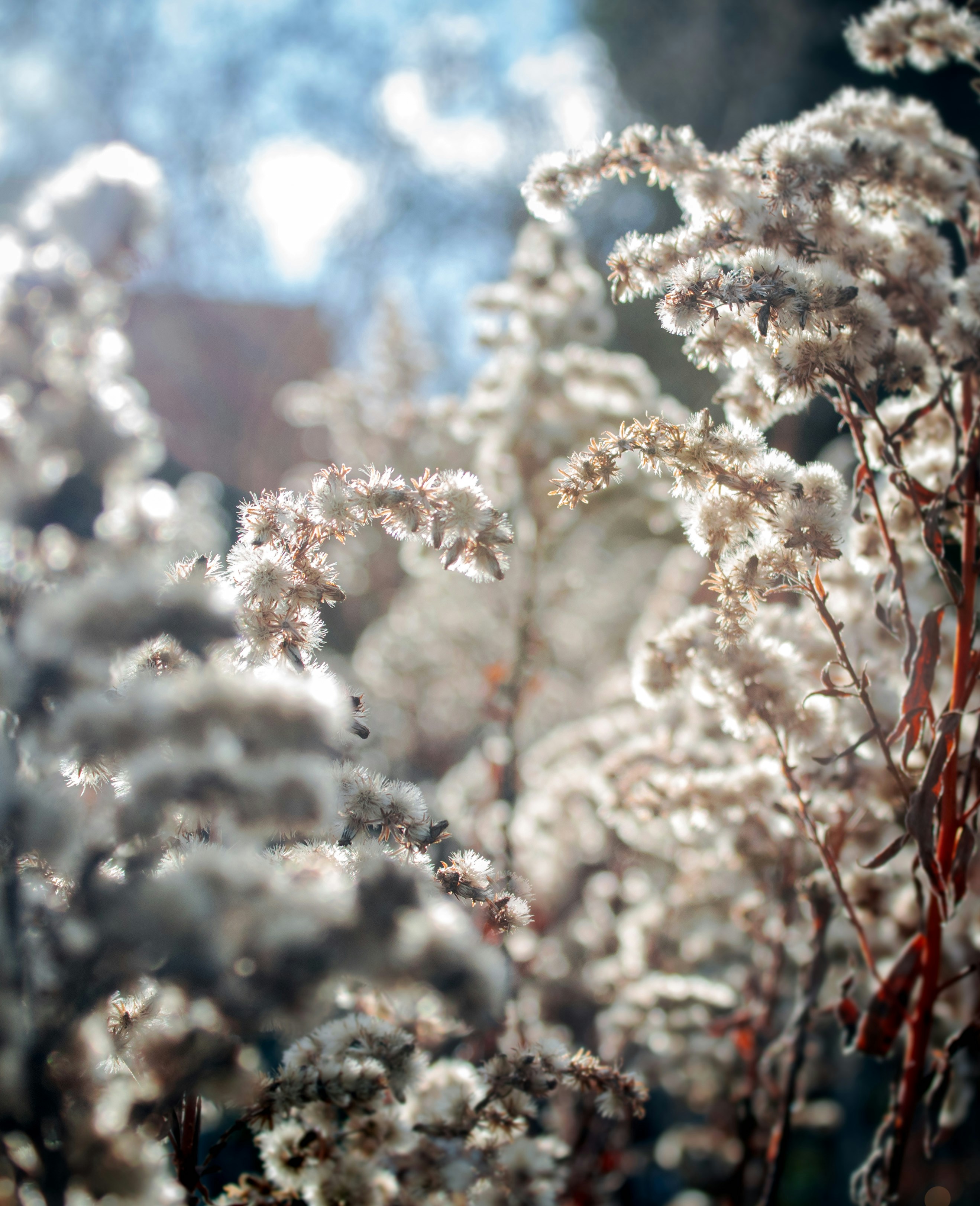 Whispers of Frost: Delicate Seedheads Dusted in Winter Light