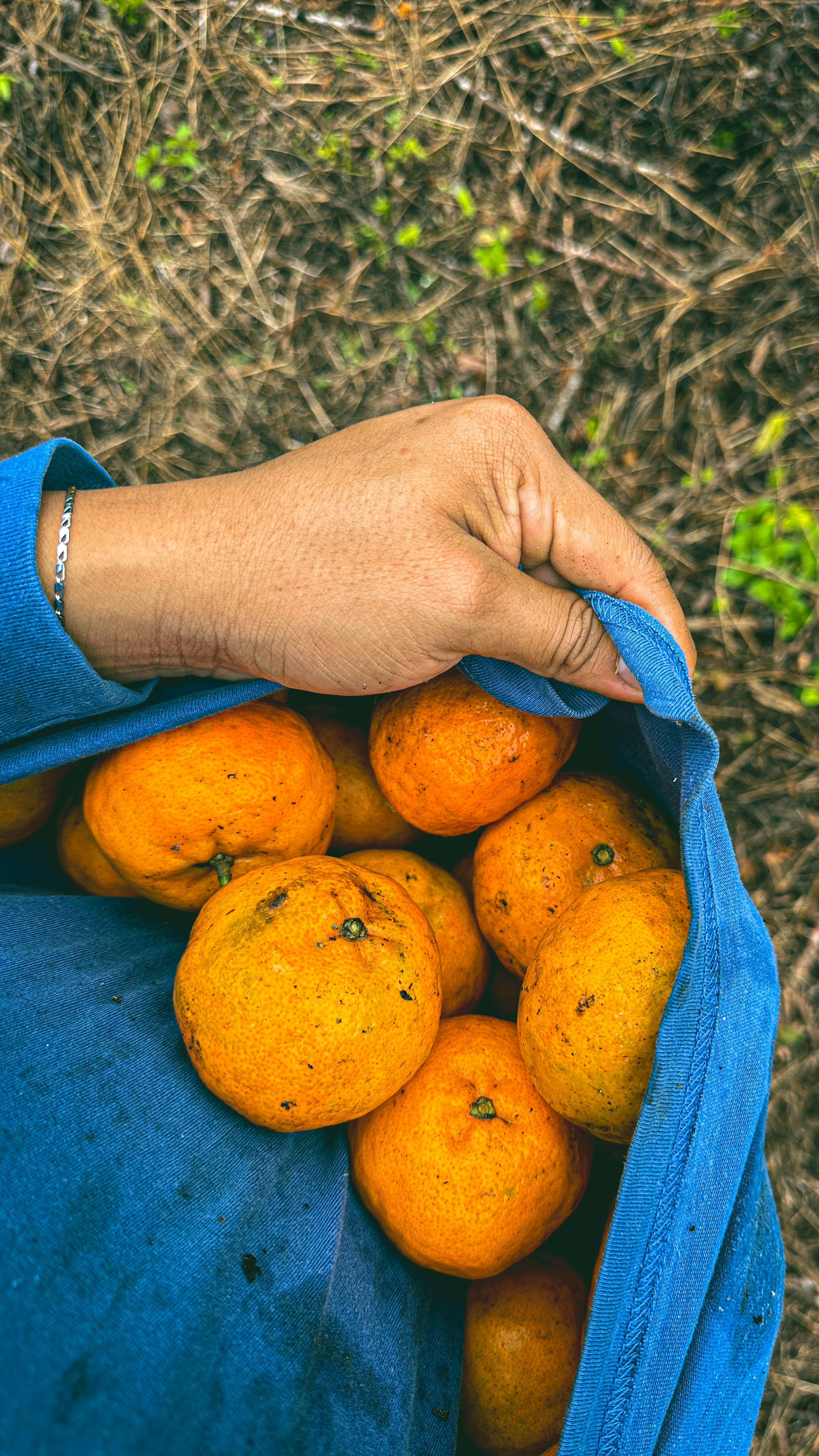 Blue Tote, Orange Bounty: A Close-Grip on Freshness