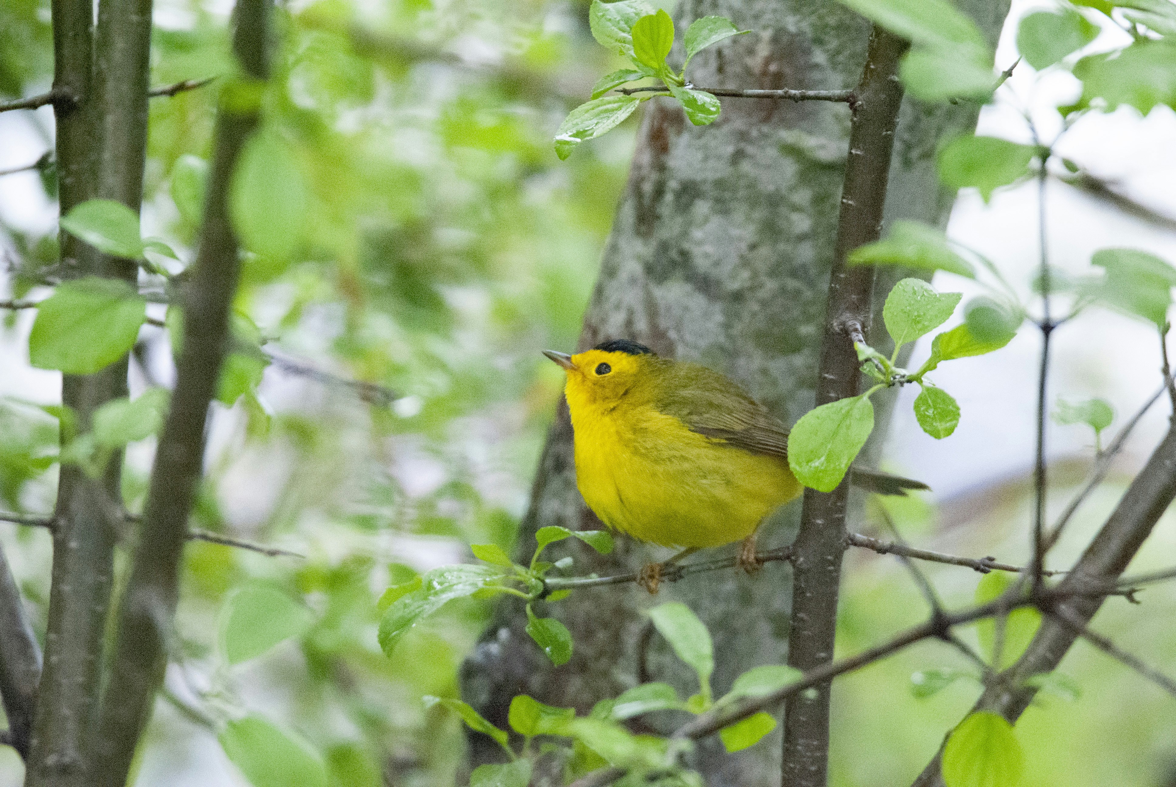 A Wilsons Warbler with its black cap, perched