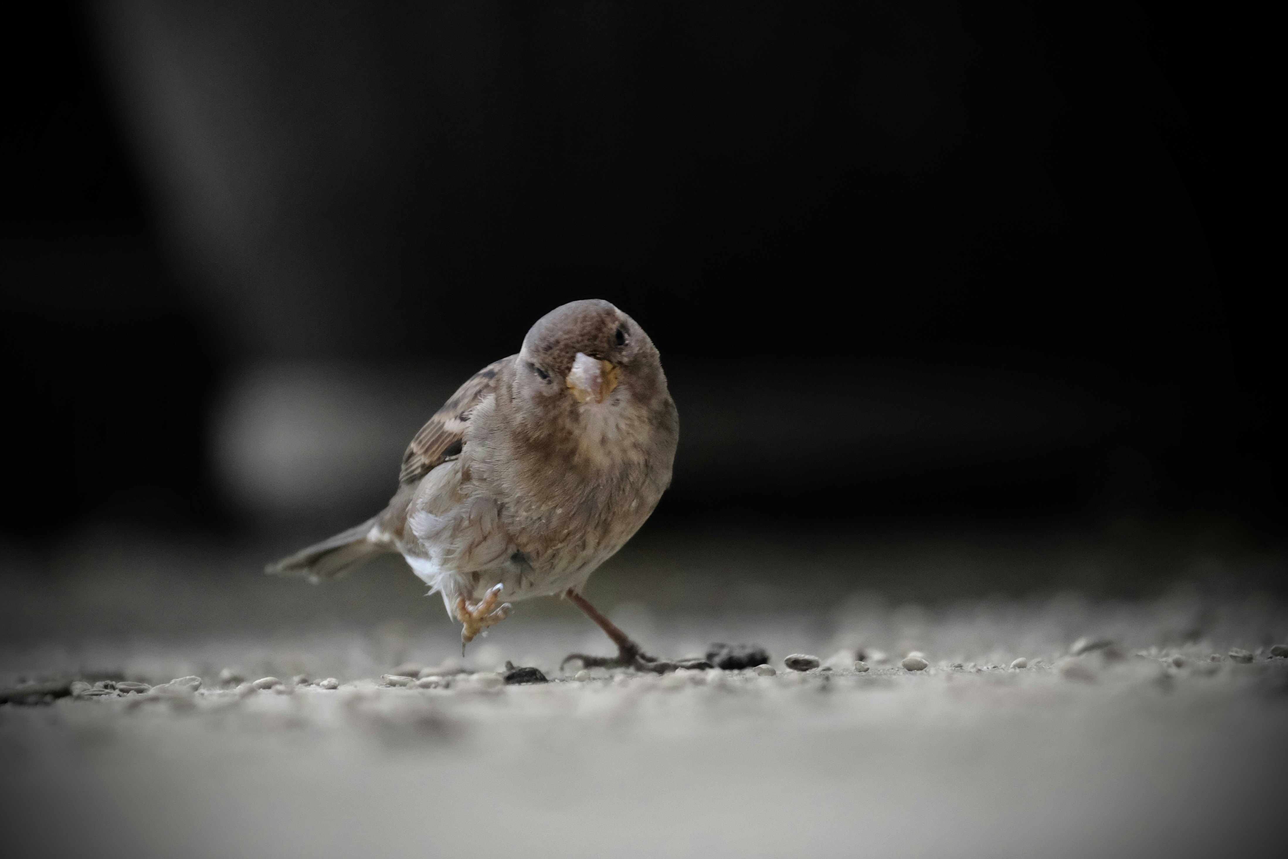 Sparrow on a Gravel Stage: a quiet, sunlit stand