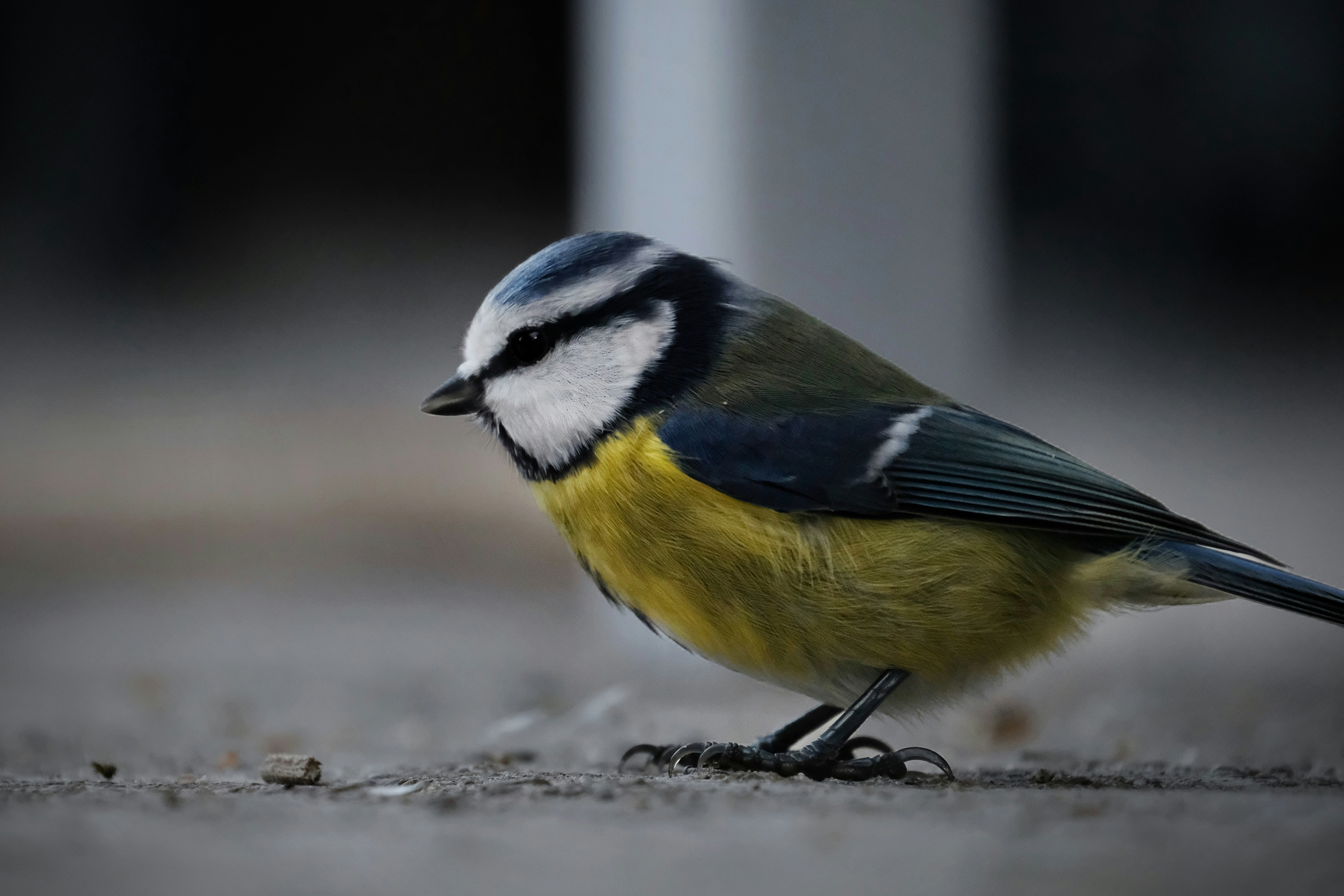 Pavement Monarch: Great Tit Emerges in Soft Urban Blur