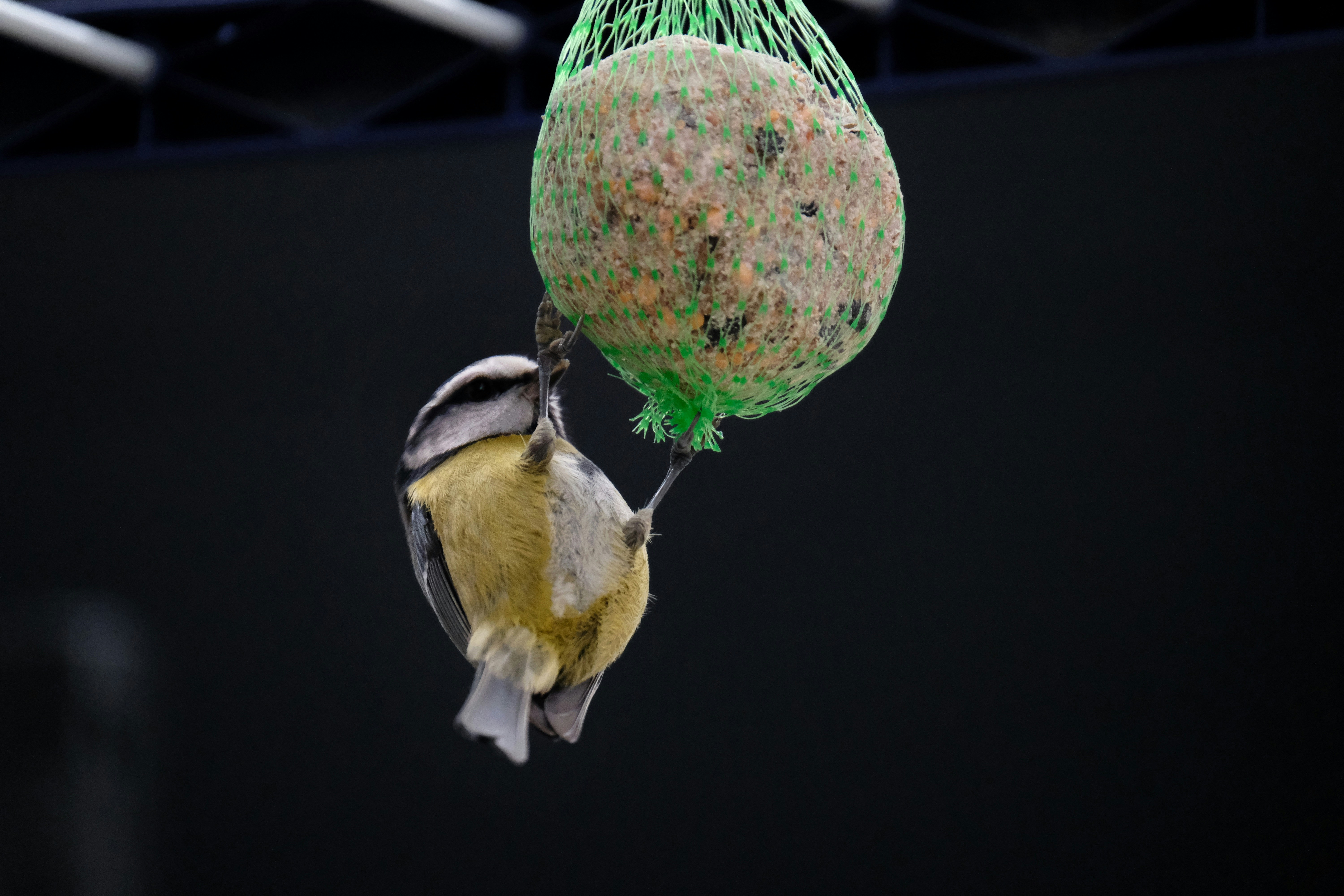 Acrobat at the Seed Bag: A Tiny Bird Clinging to a Green Net