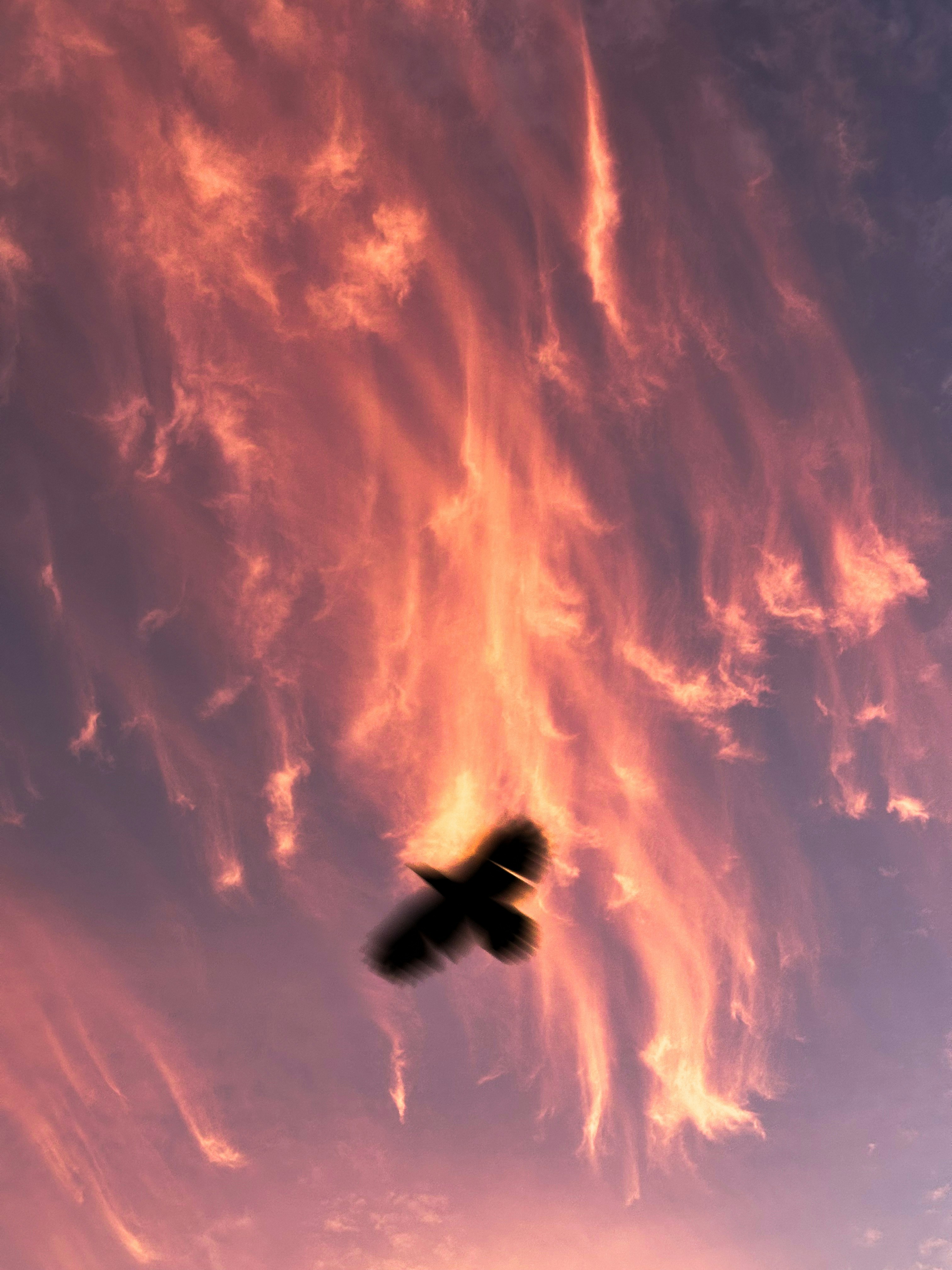 Ember Flight: a lone bird cuts through sunset cloud ribbons