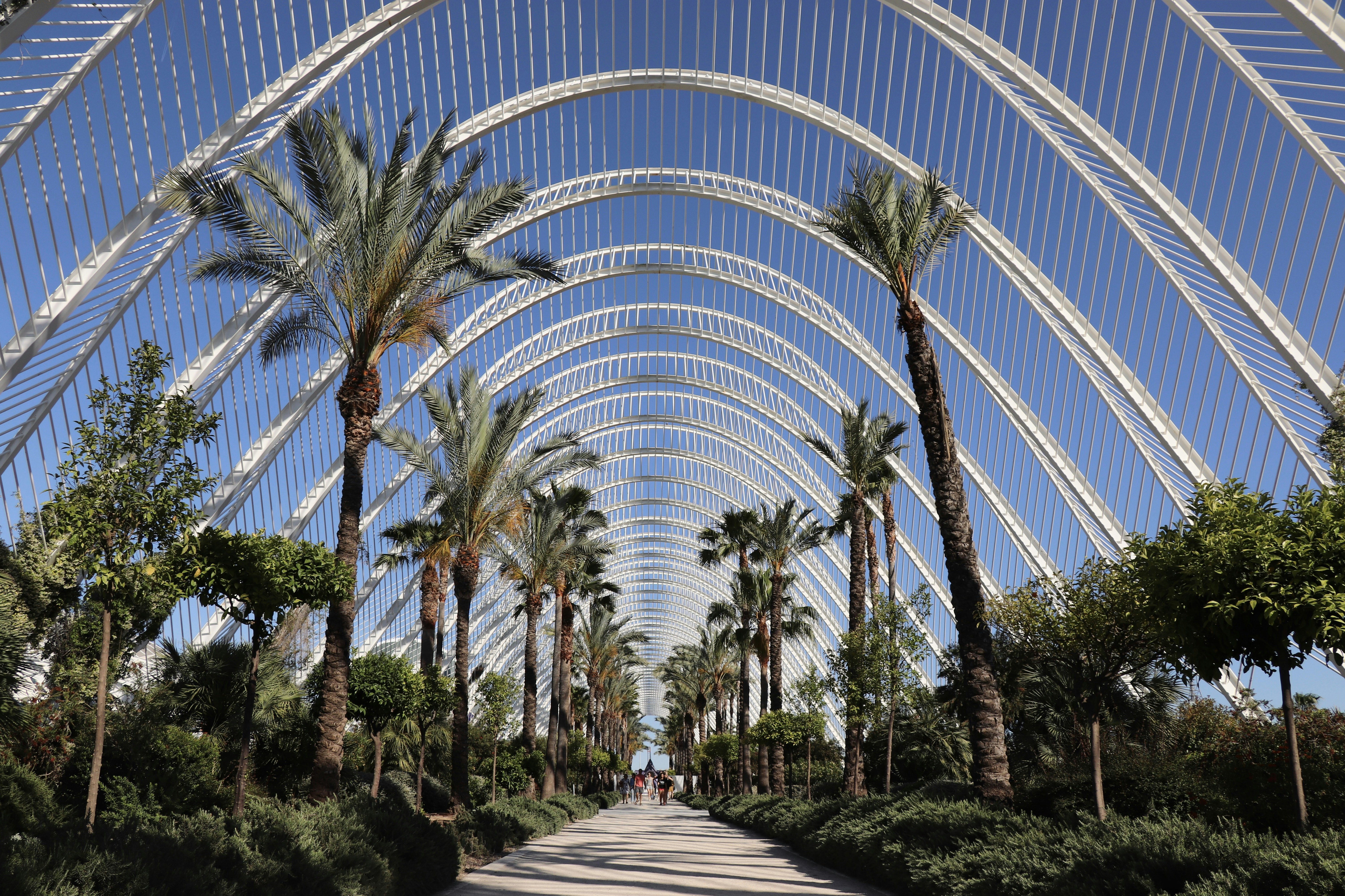 Palm-lined walkway under the ribbed arches of L’Umbracle in Valencia’s City of Arts and Sciences, clean symmetry, repeating lines and a bright Mediterranean sky.