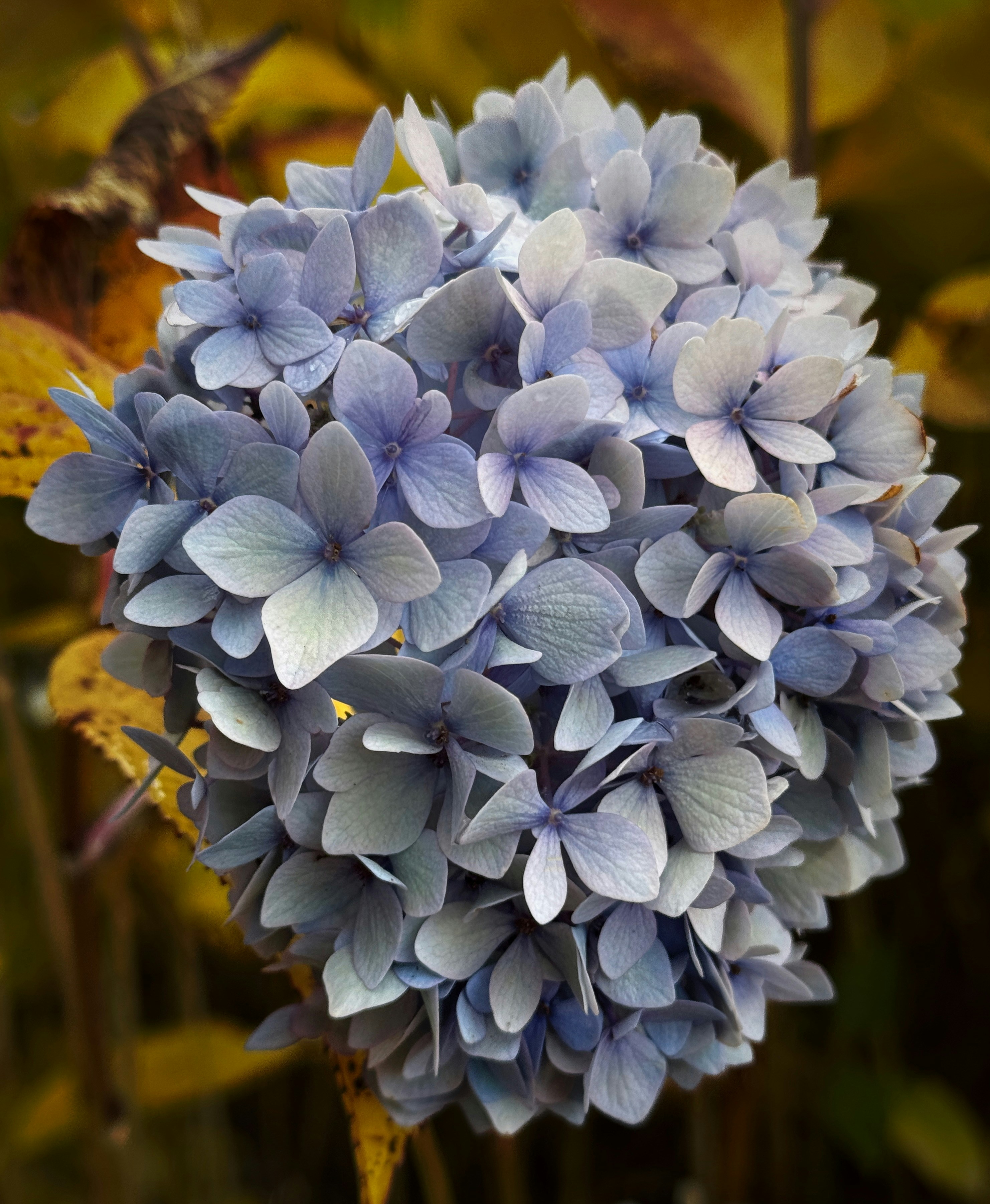Blue Hydrangea Cloud: Velvet Petals in Quiet Autumn Light