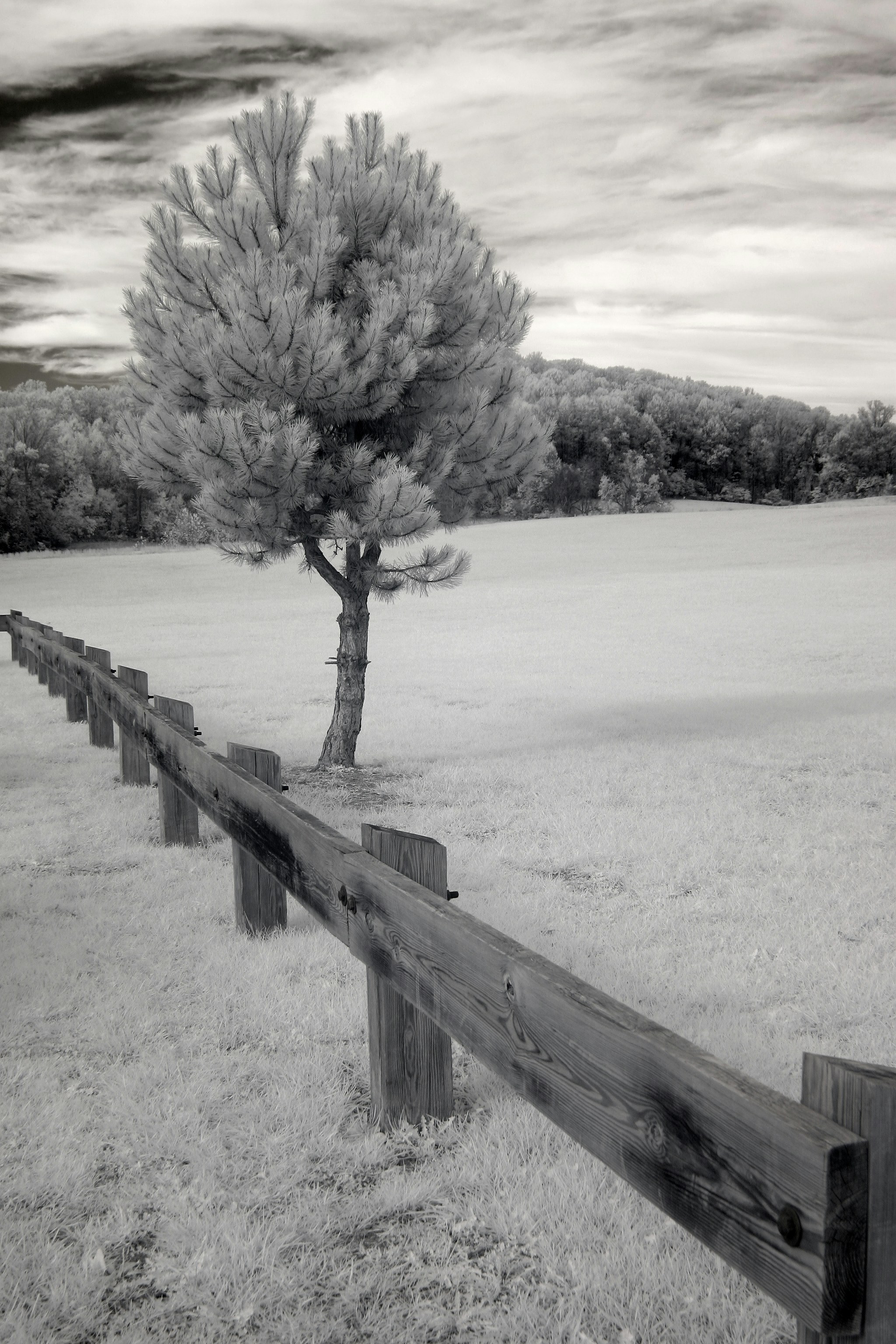 Monochrome Solitude: A Lone Pine Frames the Weathered Fence Across an Open Field