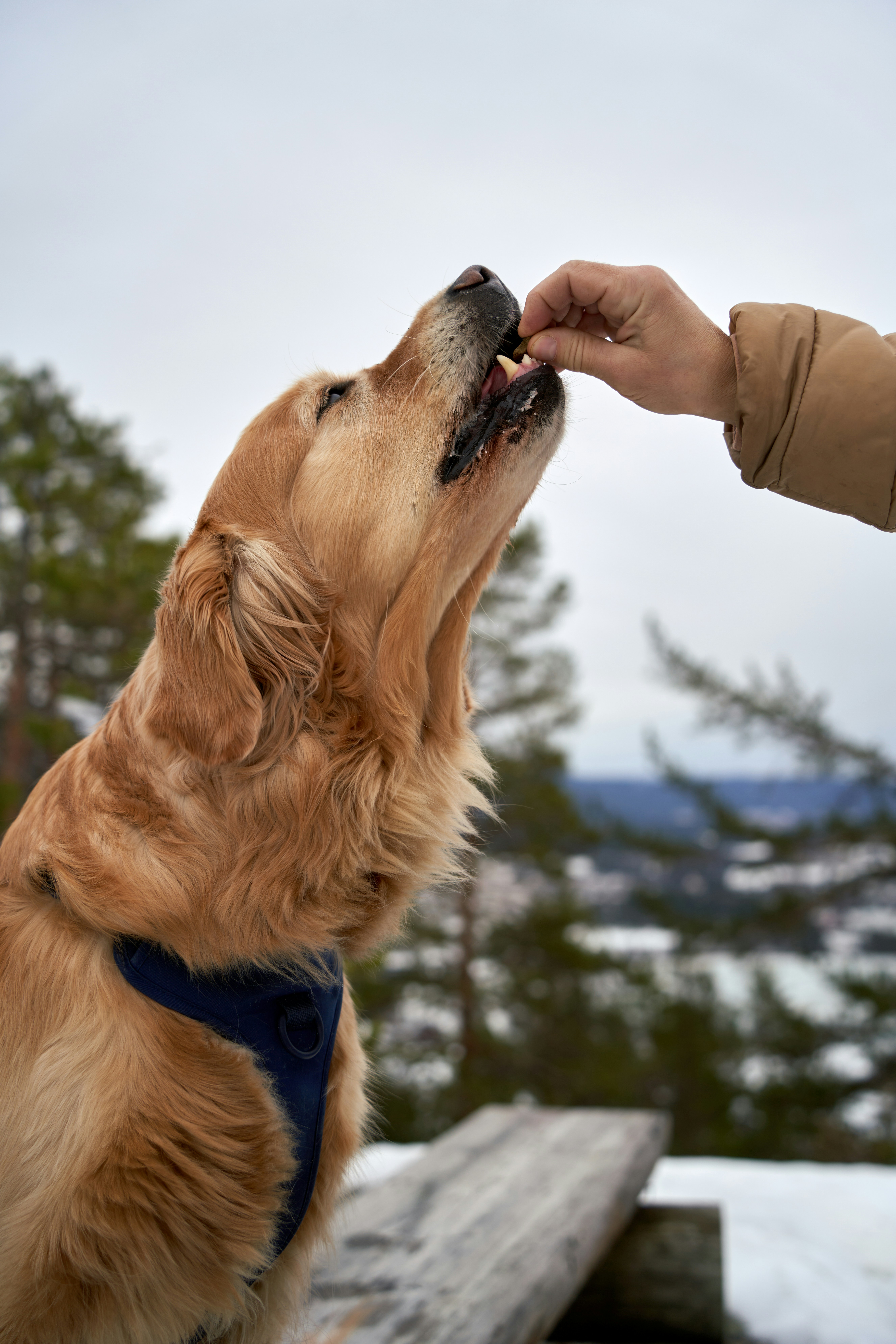 Winter Overlook: A Golden Retriever Reaches for a Hand-Fed Treat