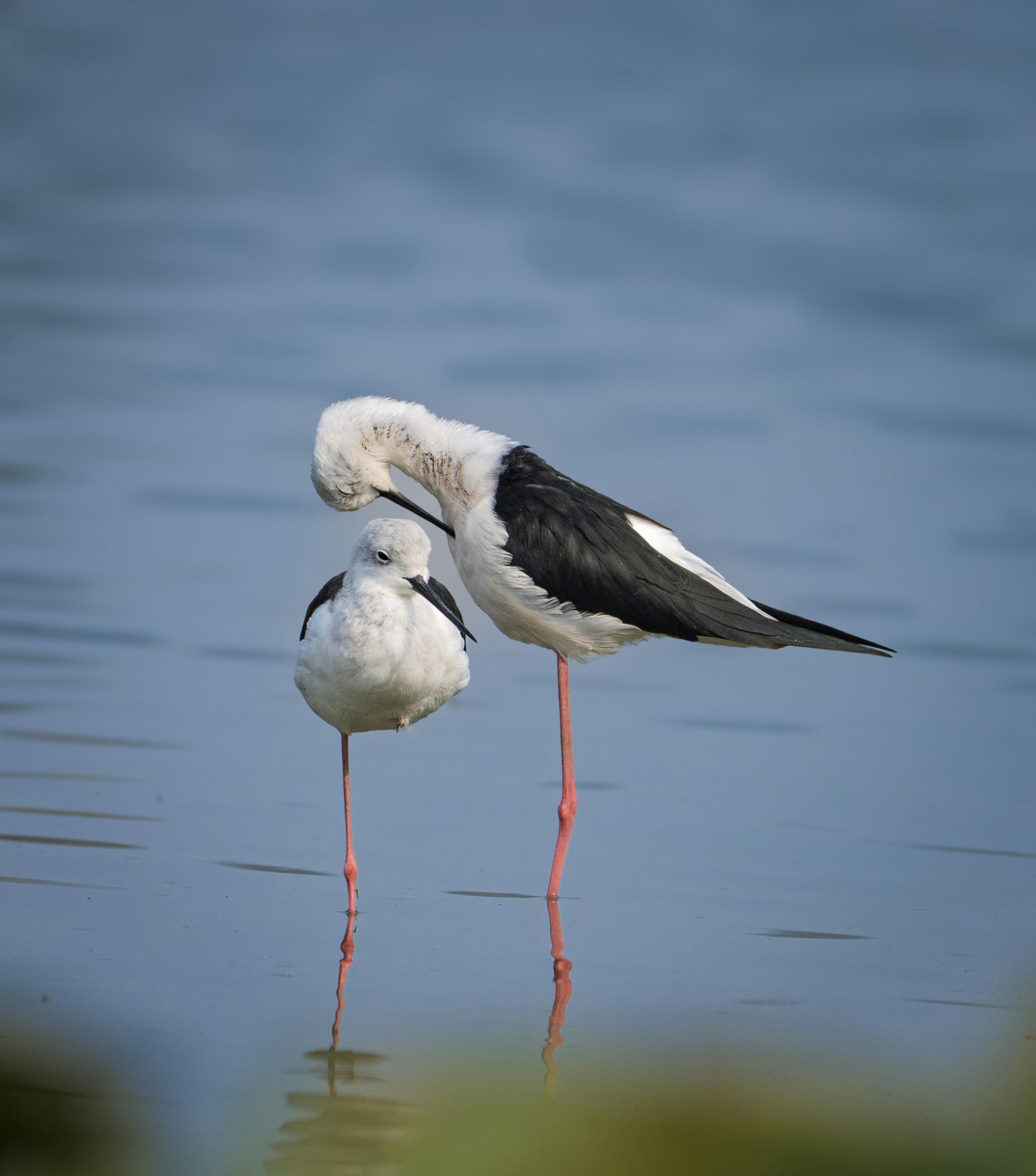 Neckwork in Blue: A Flamingo Pair on Quiet Lagoon
