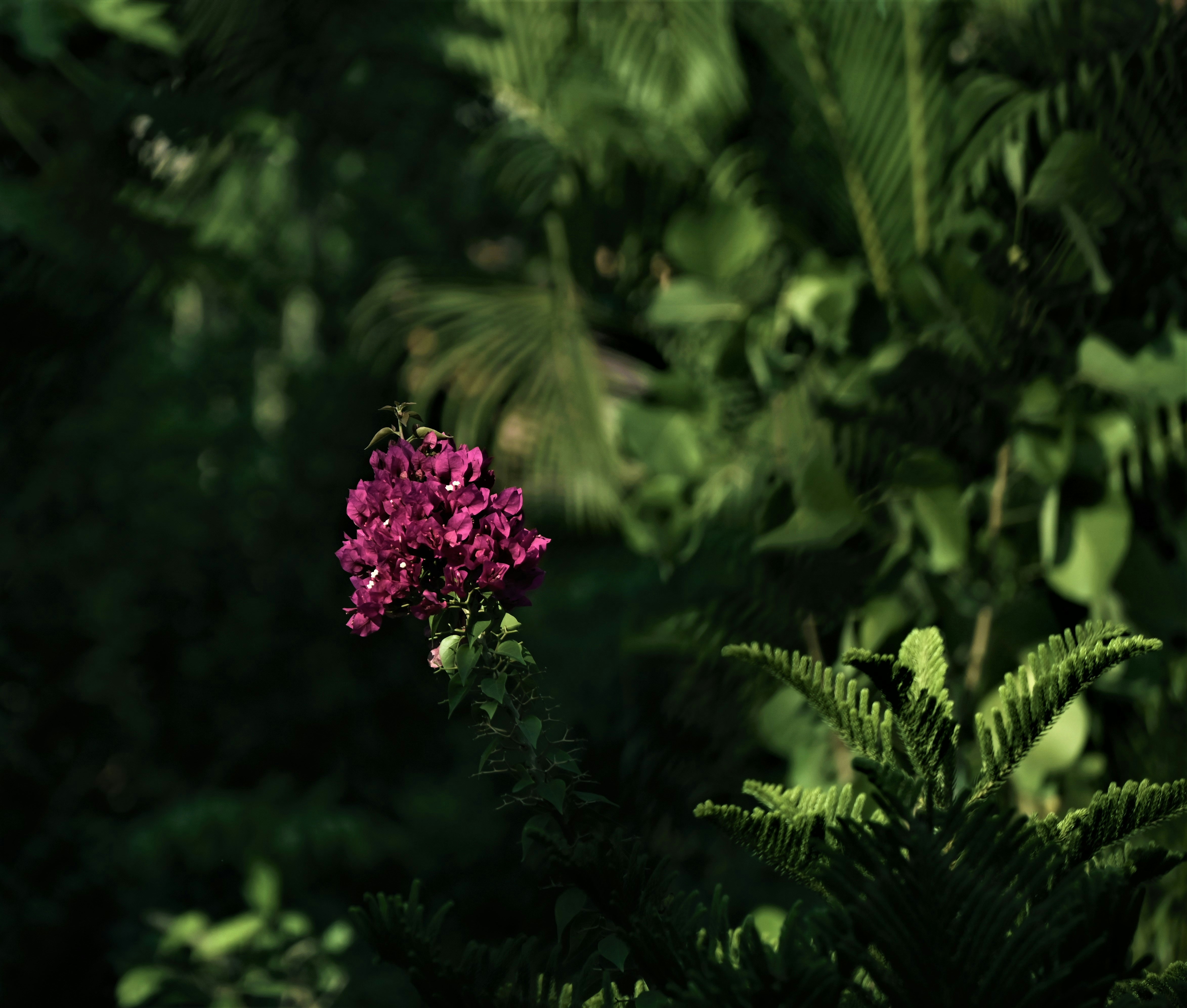Whisper of Magenta in a Shadowed Green