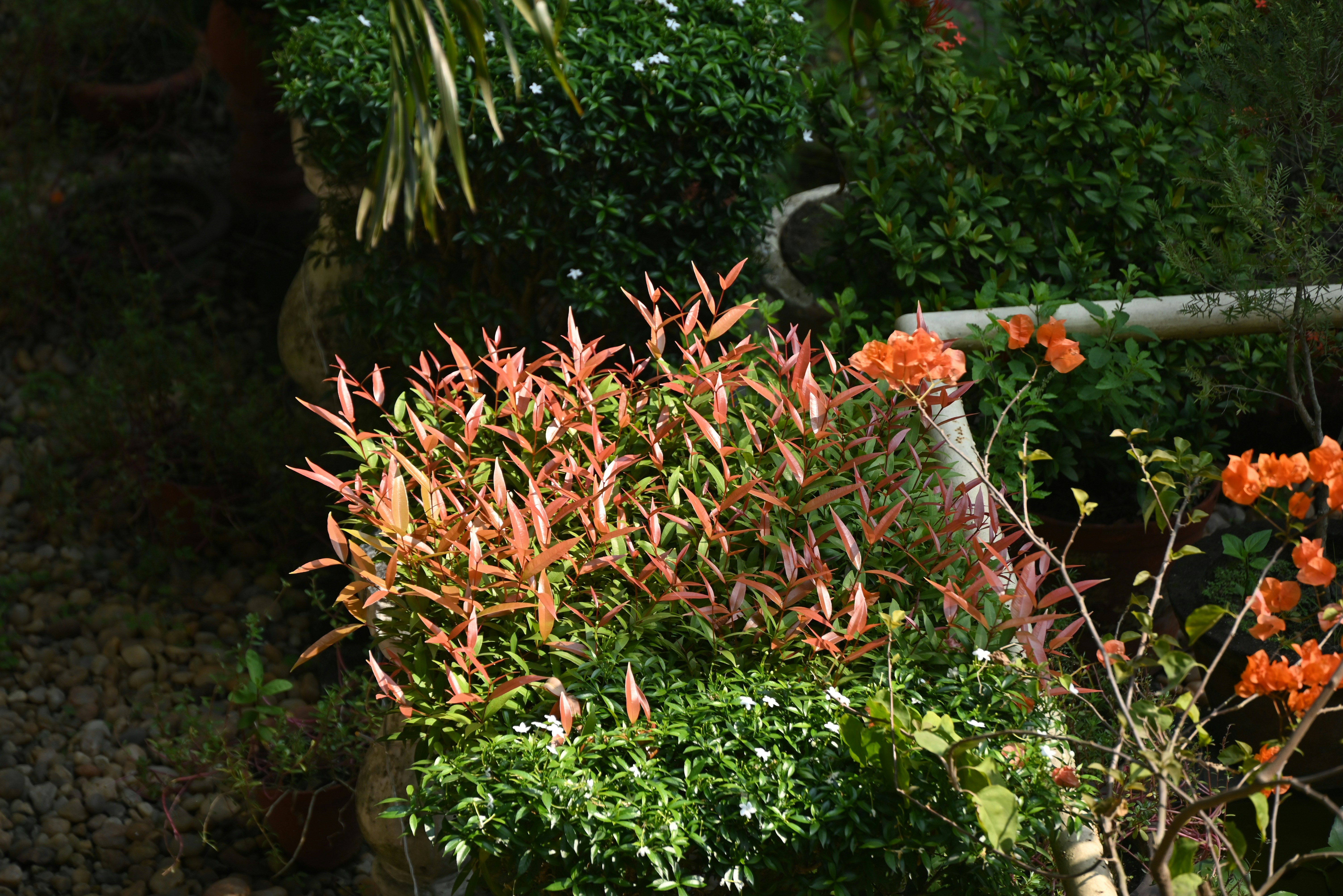 Coral-tinged Foliage Framing a Burst of Orange Blooms in a Quiet Garden