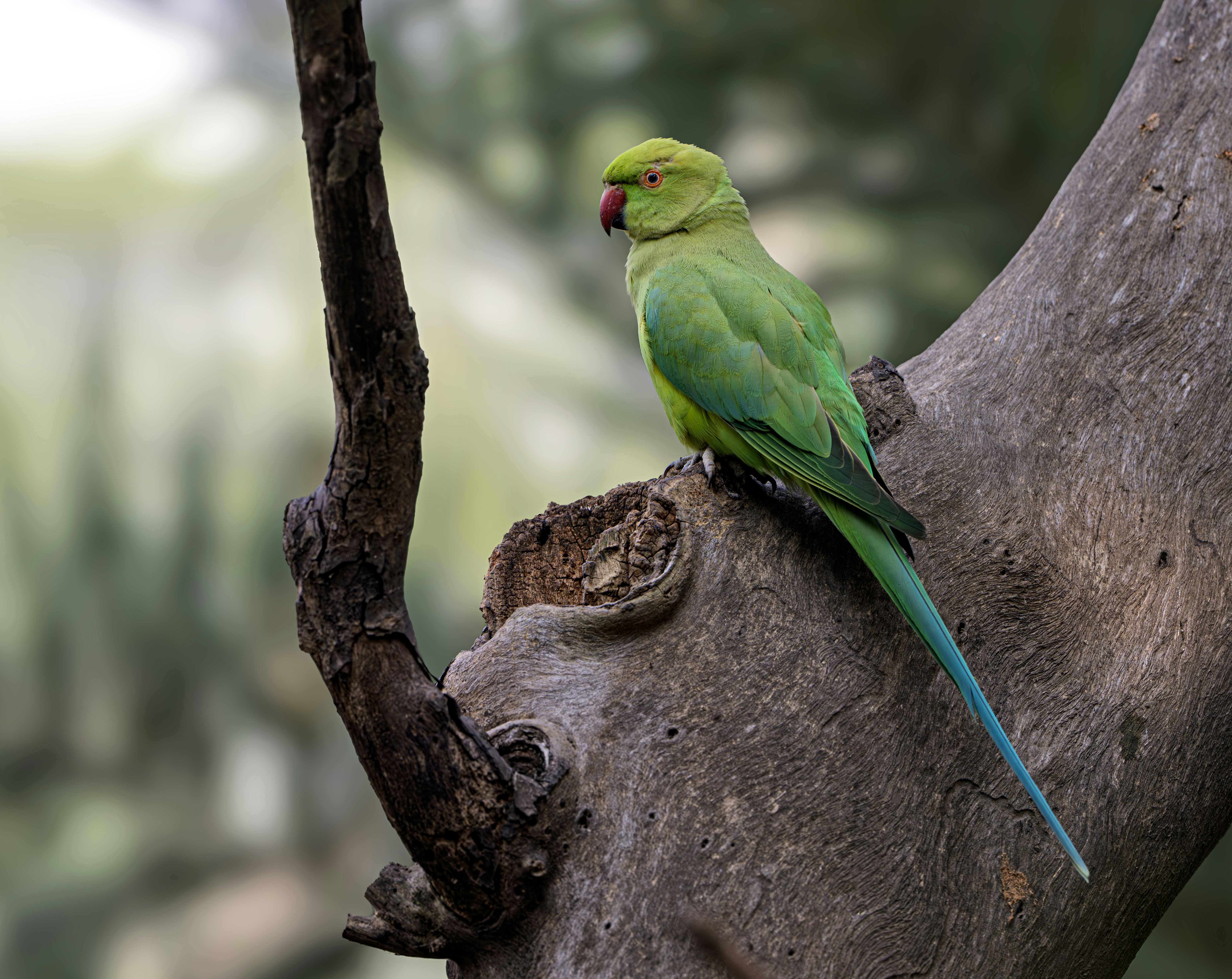 Emerald Perch: Green Parrot on Weathered Branch in Soft-Focus Grove