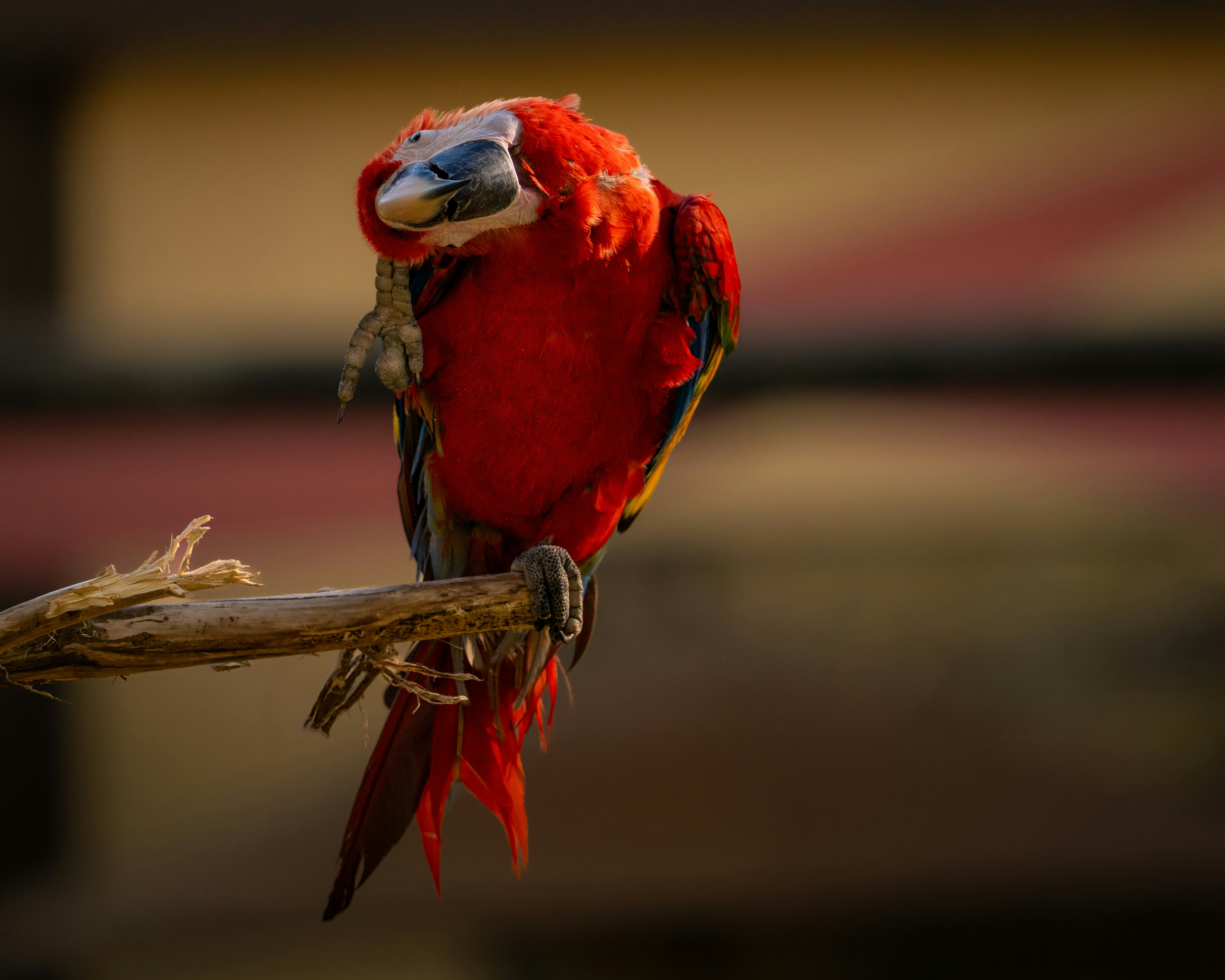 Scarlet macaw perched on a branch, colorful parrot captured in natural light. Close-up wildlife portrait with soft background