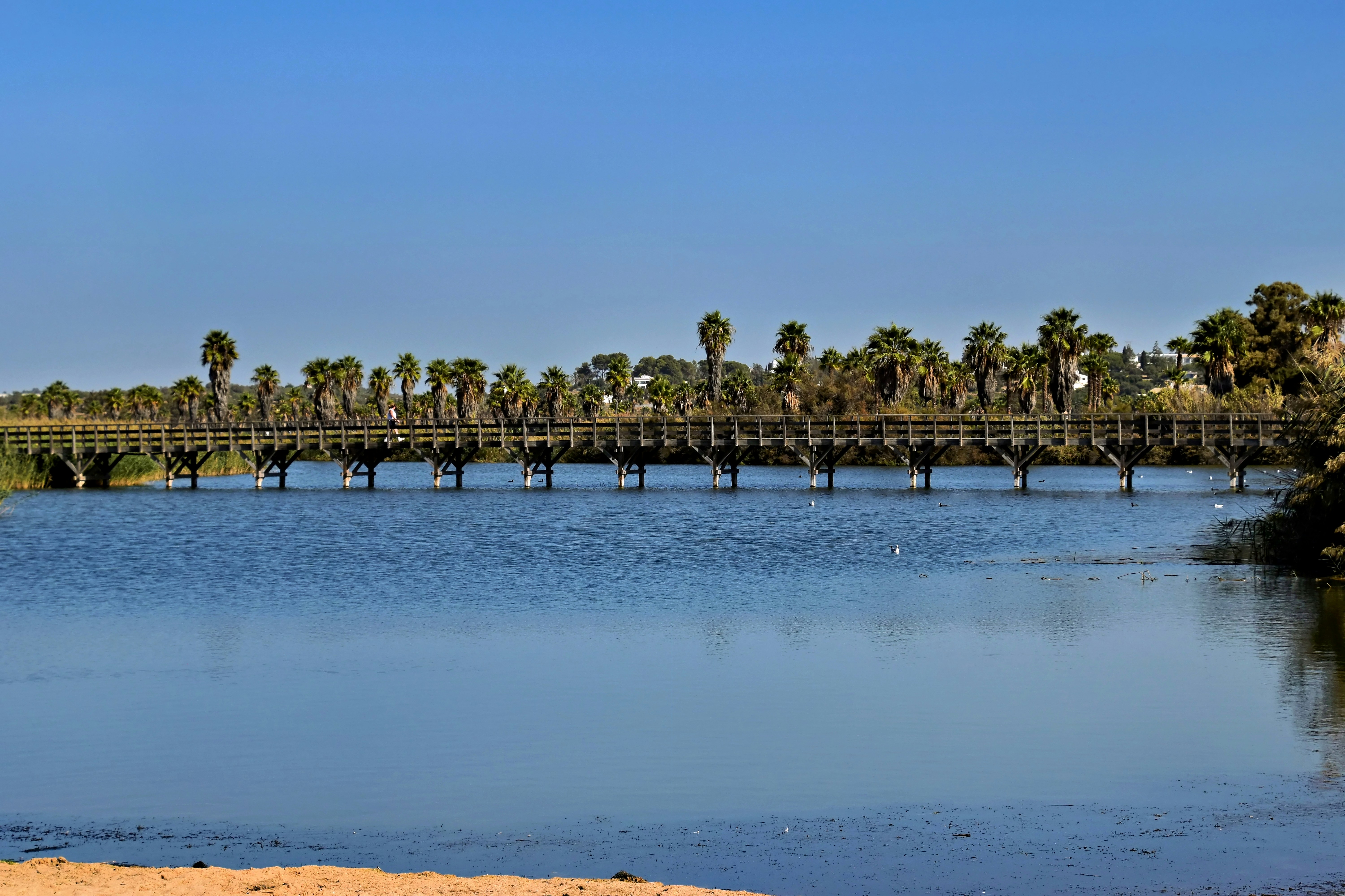 Palm-Rowed Causeway Spanning a Tranquil Lagoon