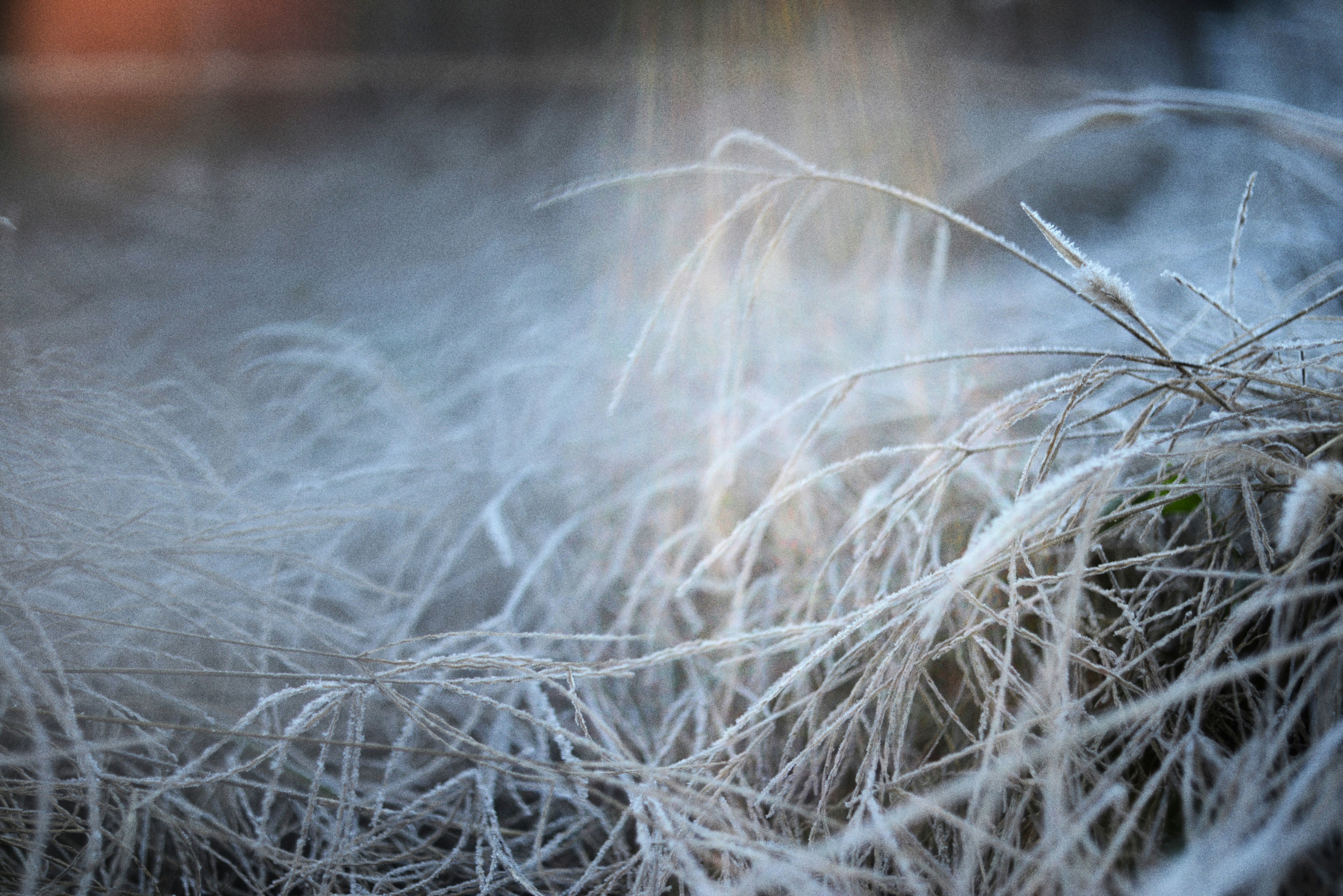 Frost-Lace at Dawn: Delicate Grass Threads in Blue Haze