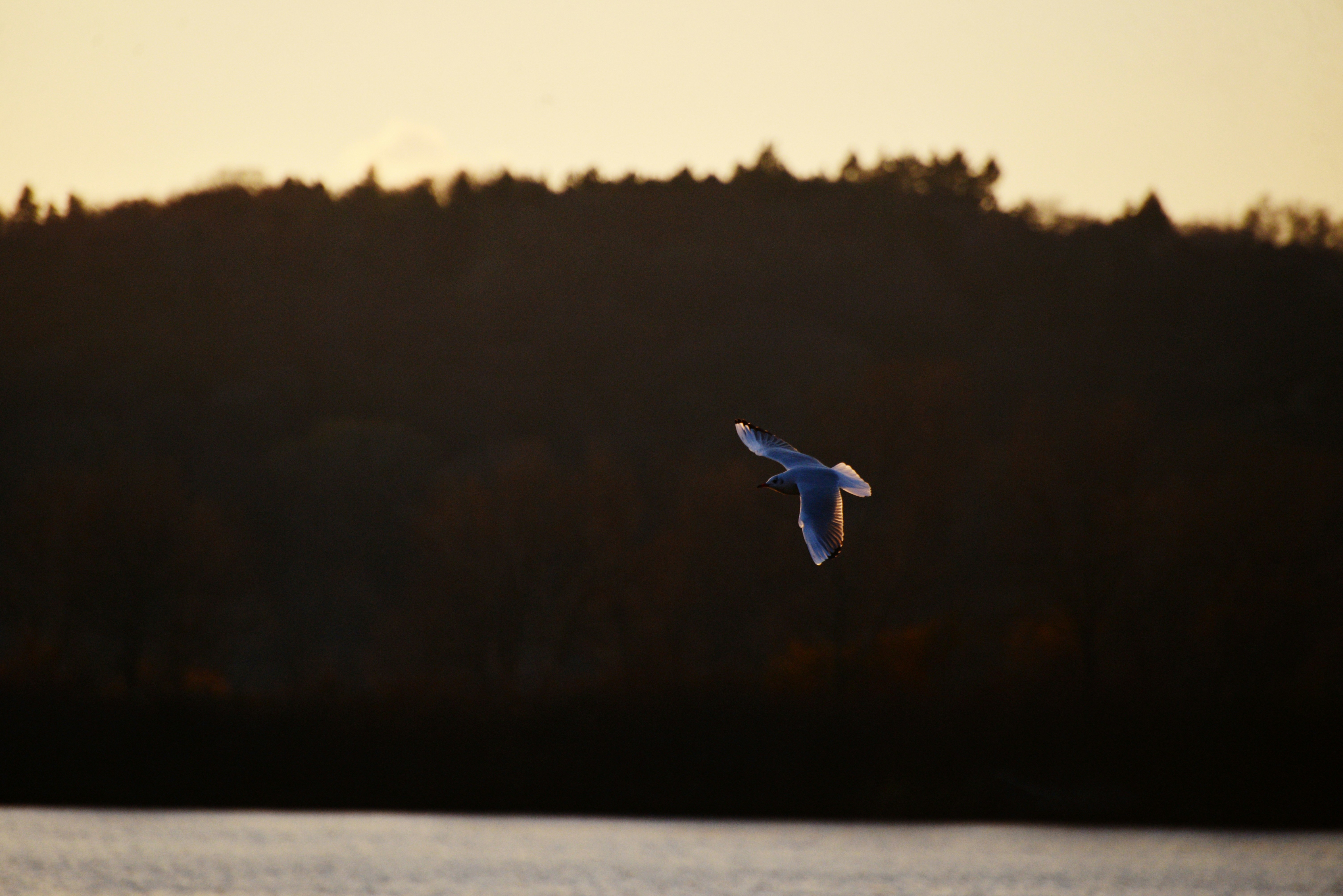 Wings of Twilight: A lone gull glides over a quiet sunset lake